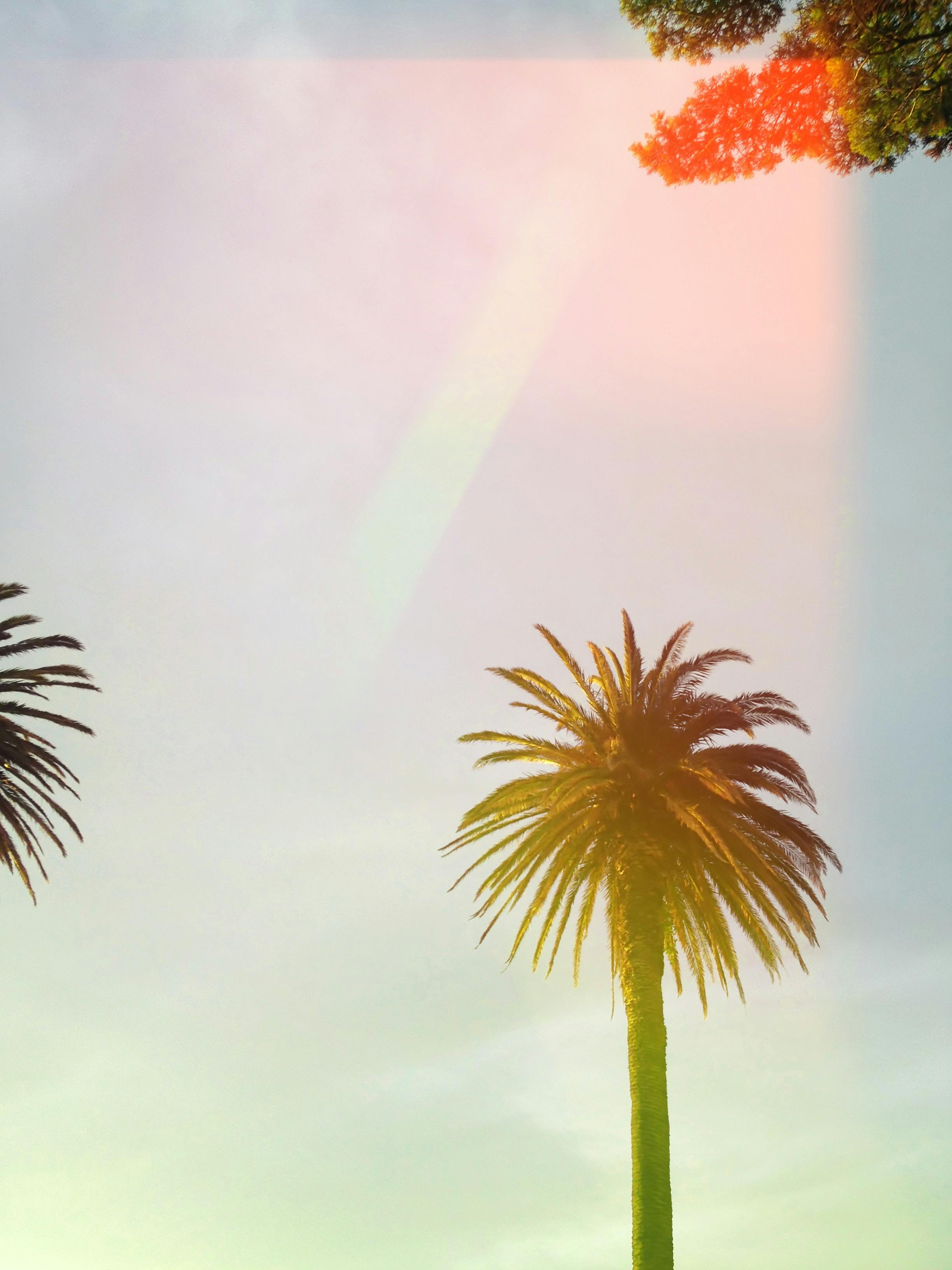 Palm Photos, Download The BEST Free Palm Stock Photos & HD Images