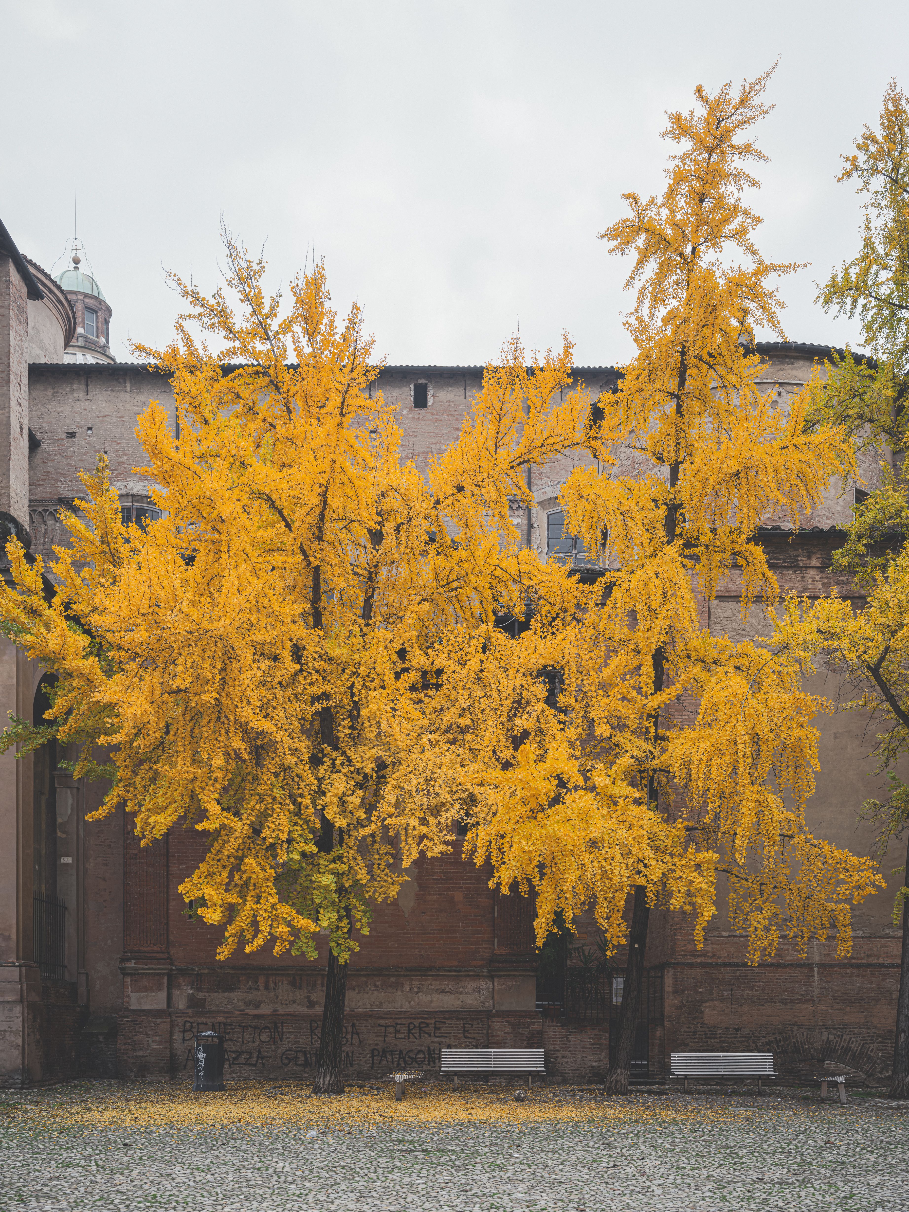 Ginkgo Tree In Courtyard Photos, Download The BEST Free Ginkgo Tree In ...