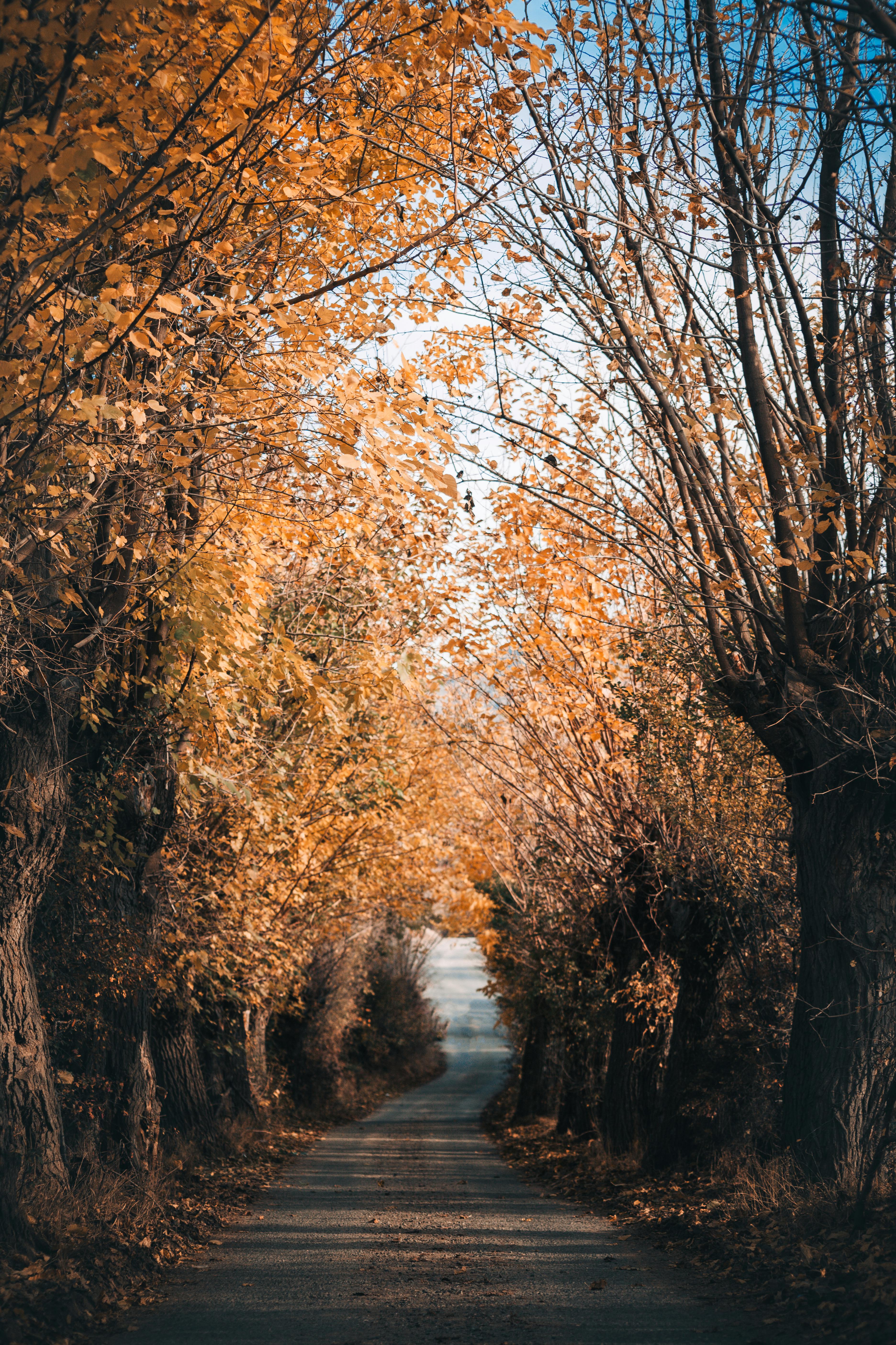 Photo of Road in Between Trees · Free Stock Photo