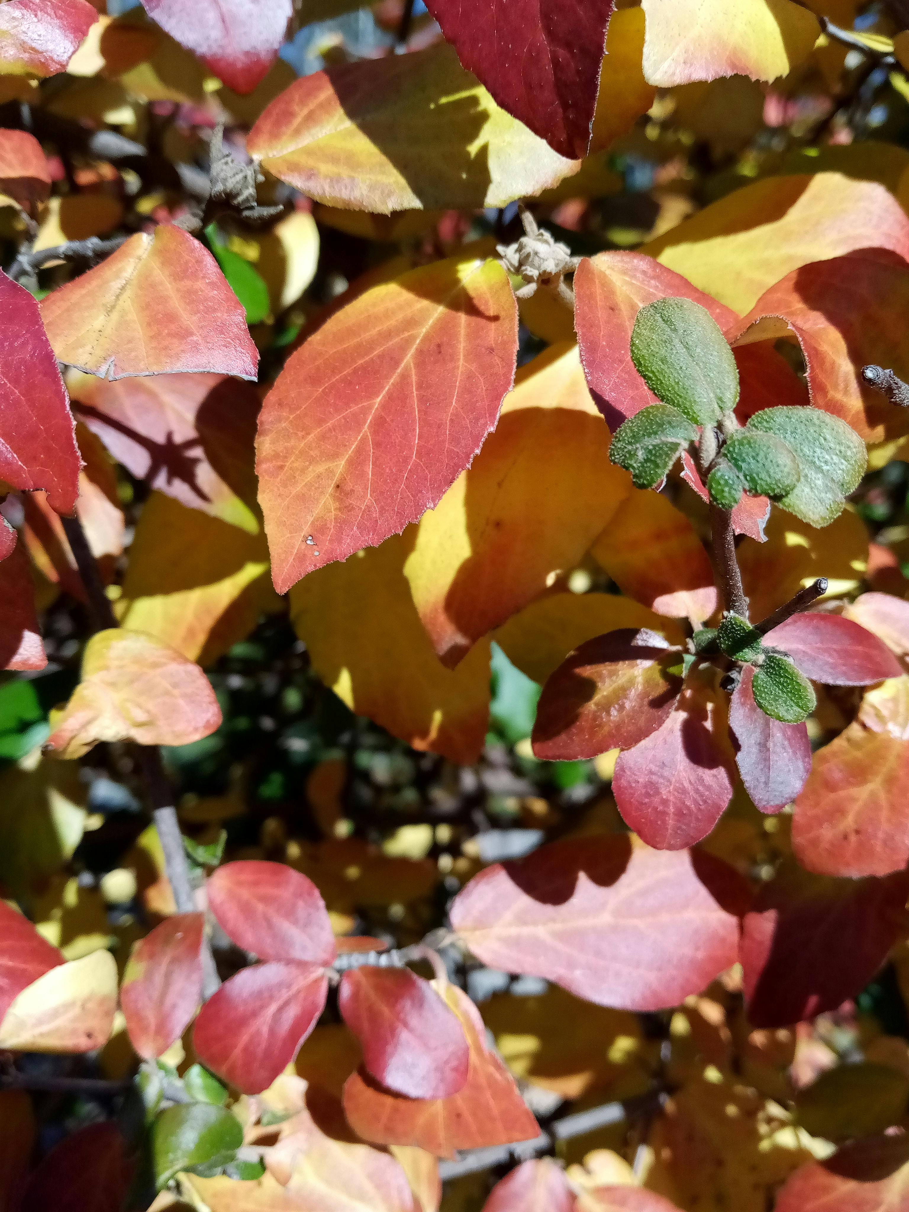 Grateful colors 1 Photos & Videos Collected by AnnMarie Dial