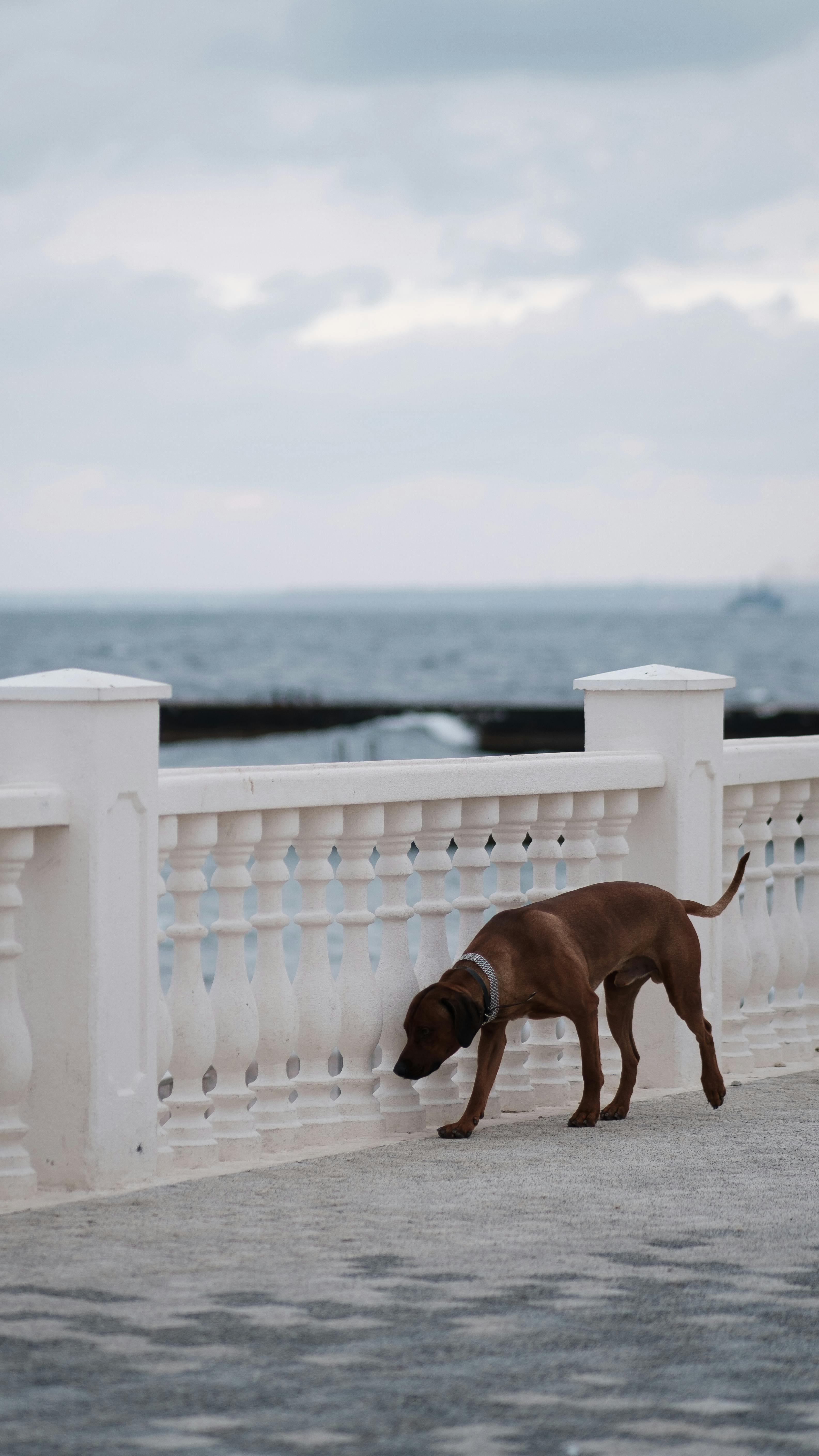 Dog and Railing · Free Stock Photo