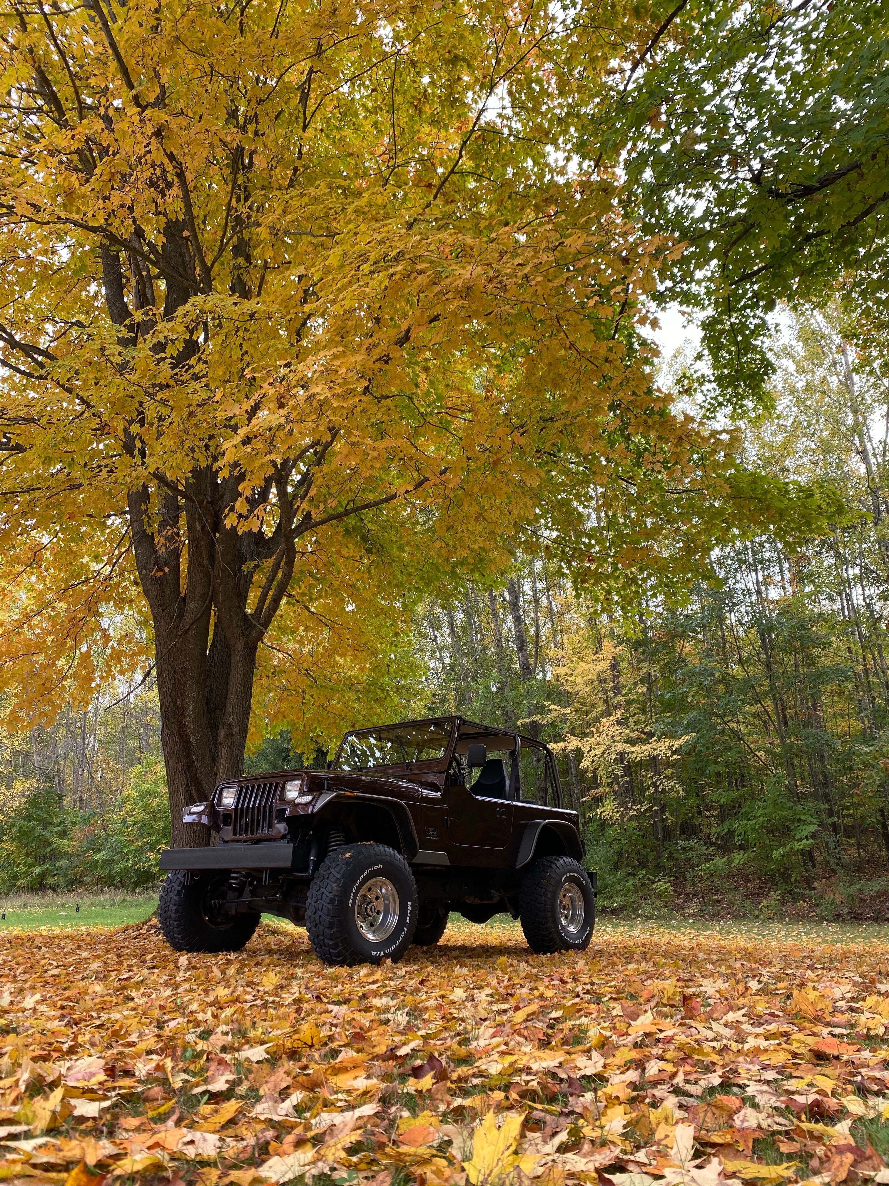 A Low Angle Shot of a Car Parked Under the Tree · Free Stock Photo