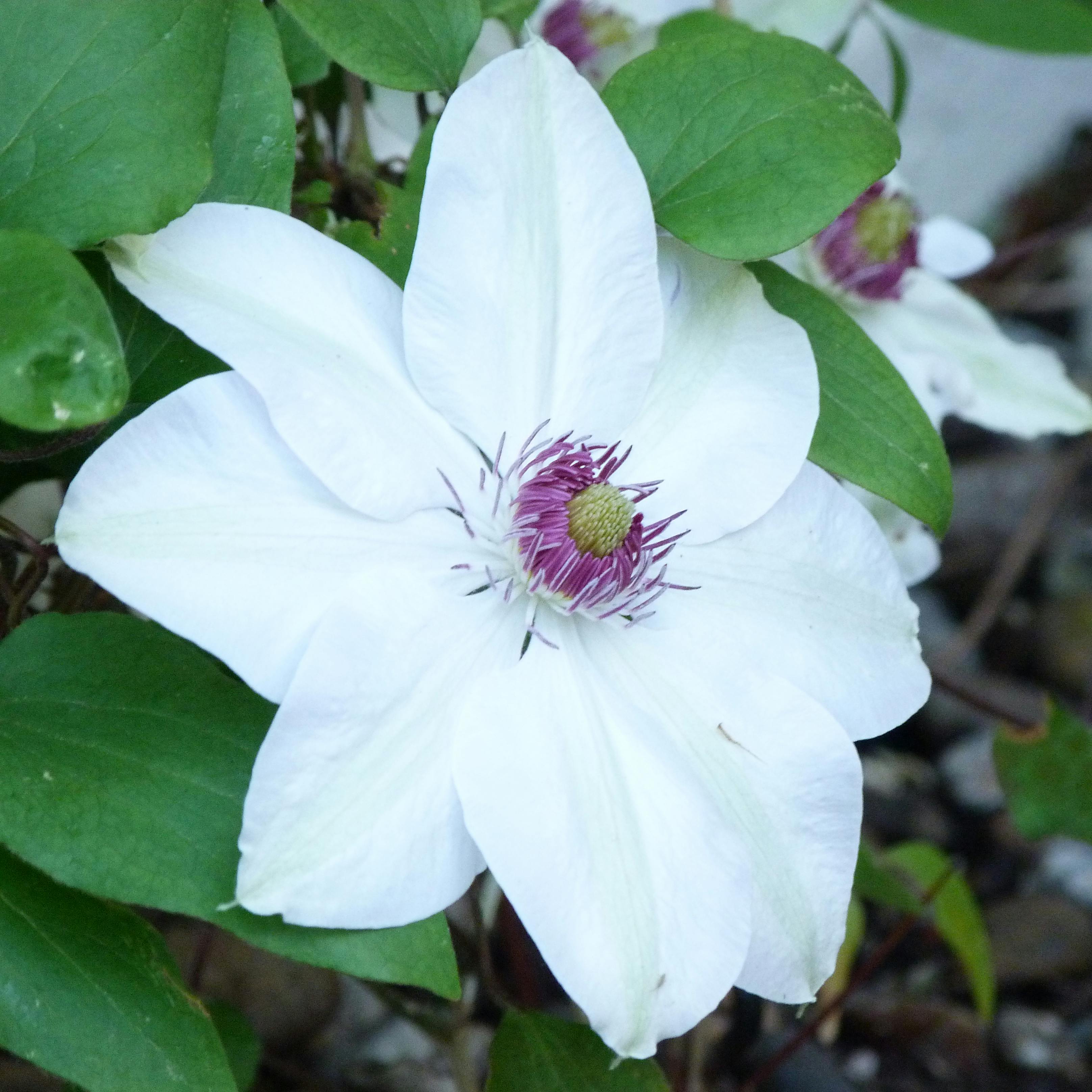 Lyn Scott – фотографія