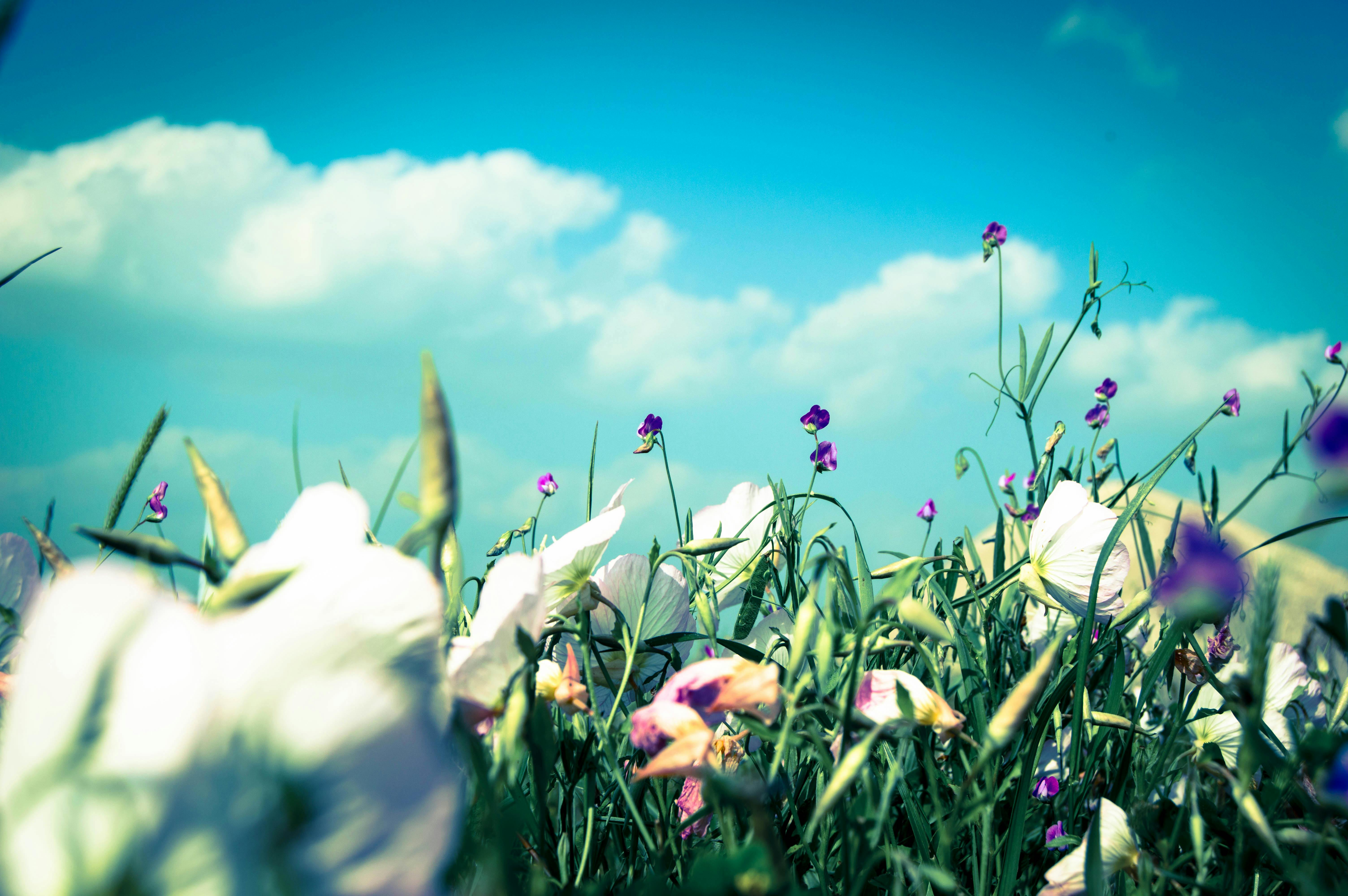 Meghan Allen – fotografi