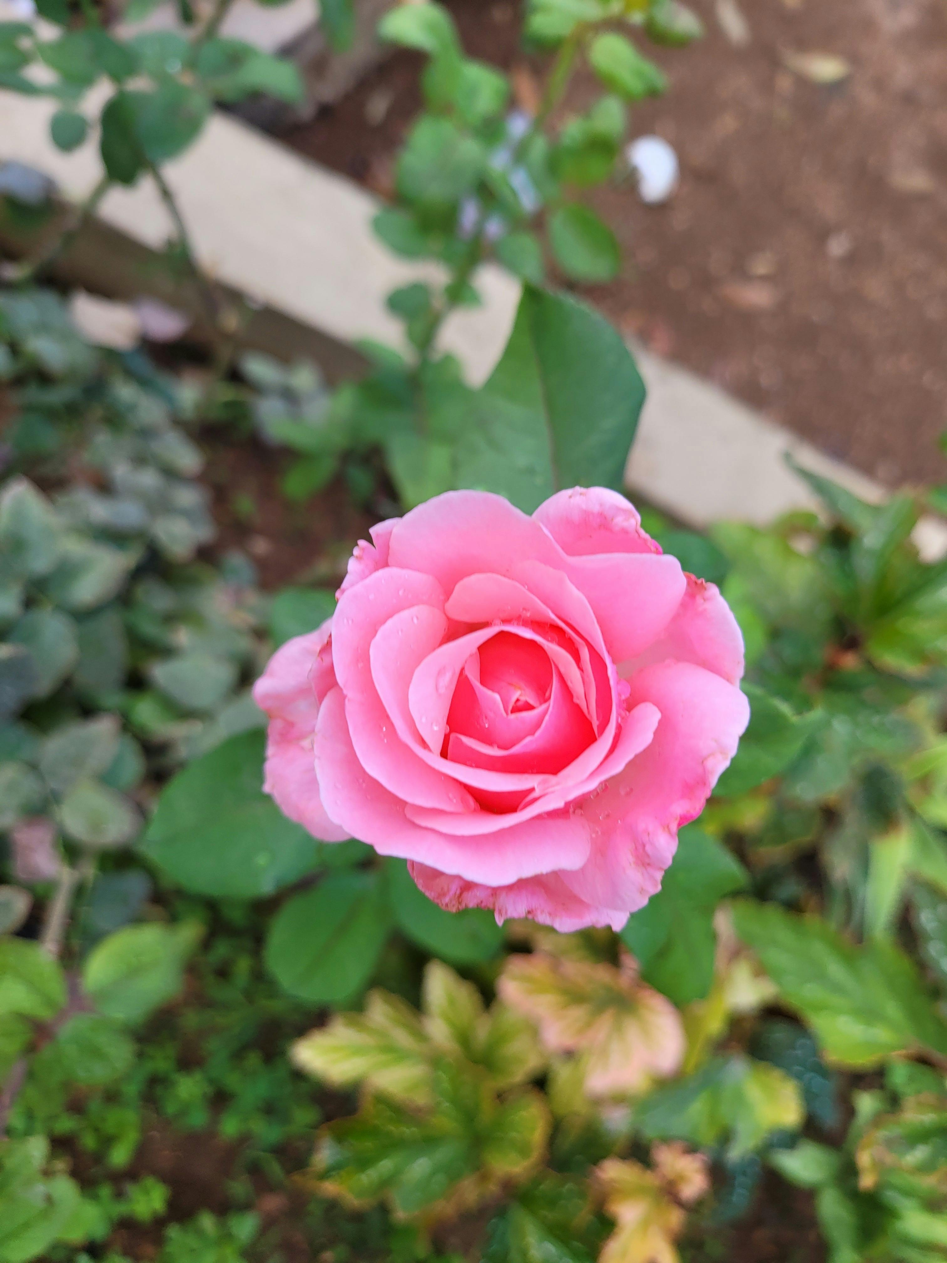 Flowers 11 Photos & Videos Collected by Sawsan Zabad