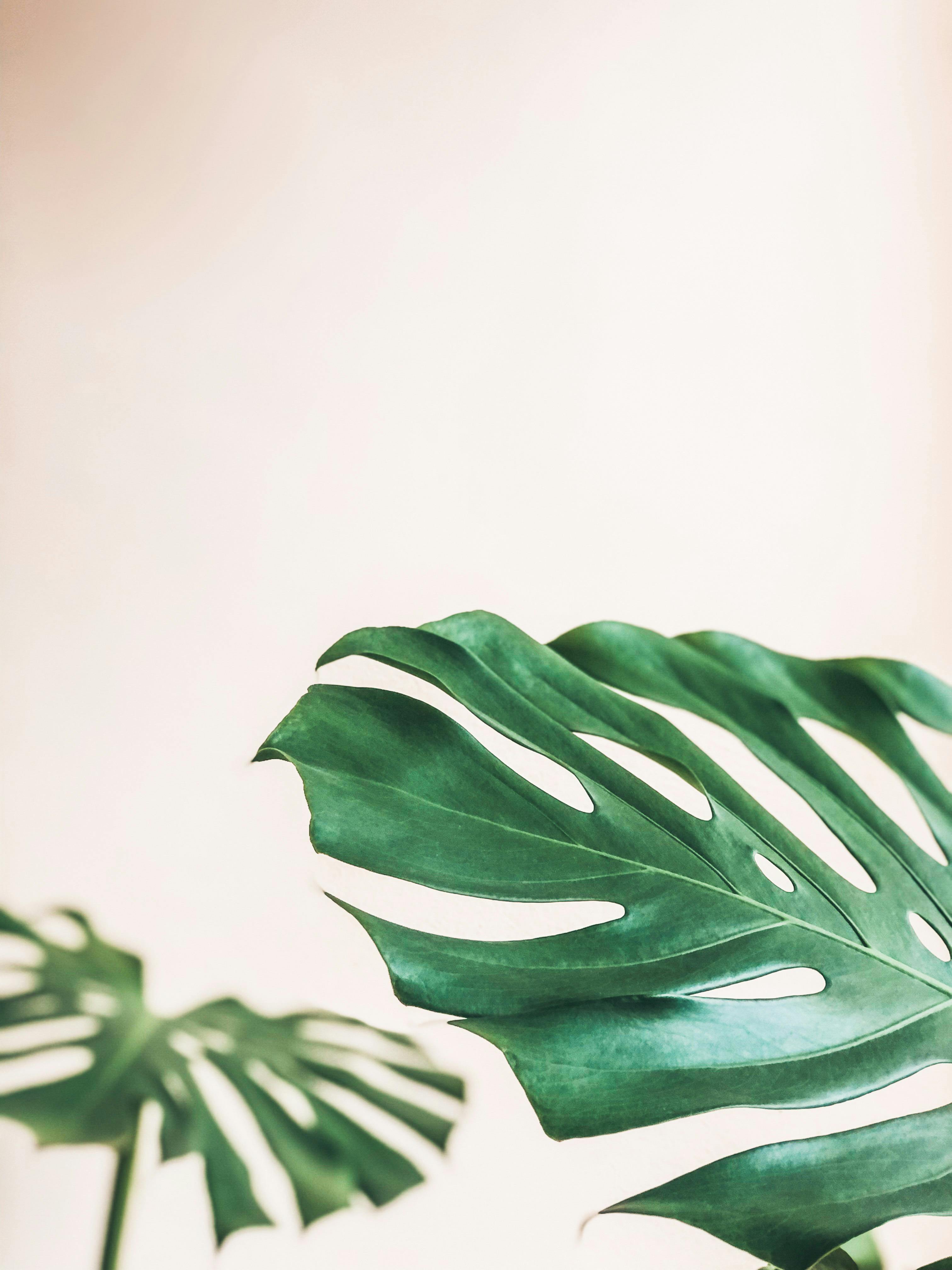 Open Flask and Leaves near · Free Stock Photo