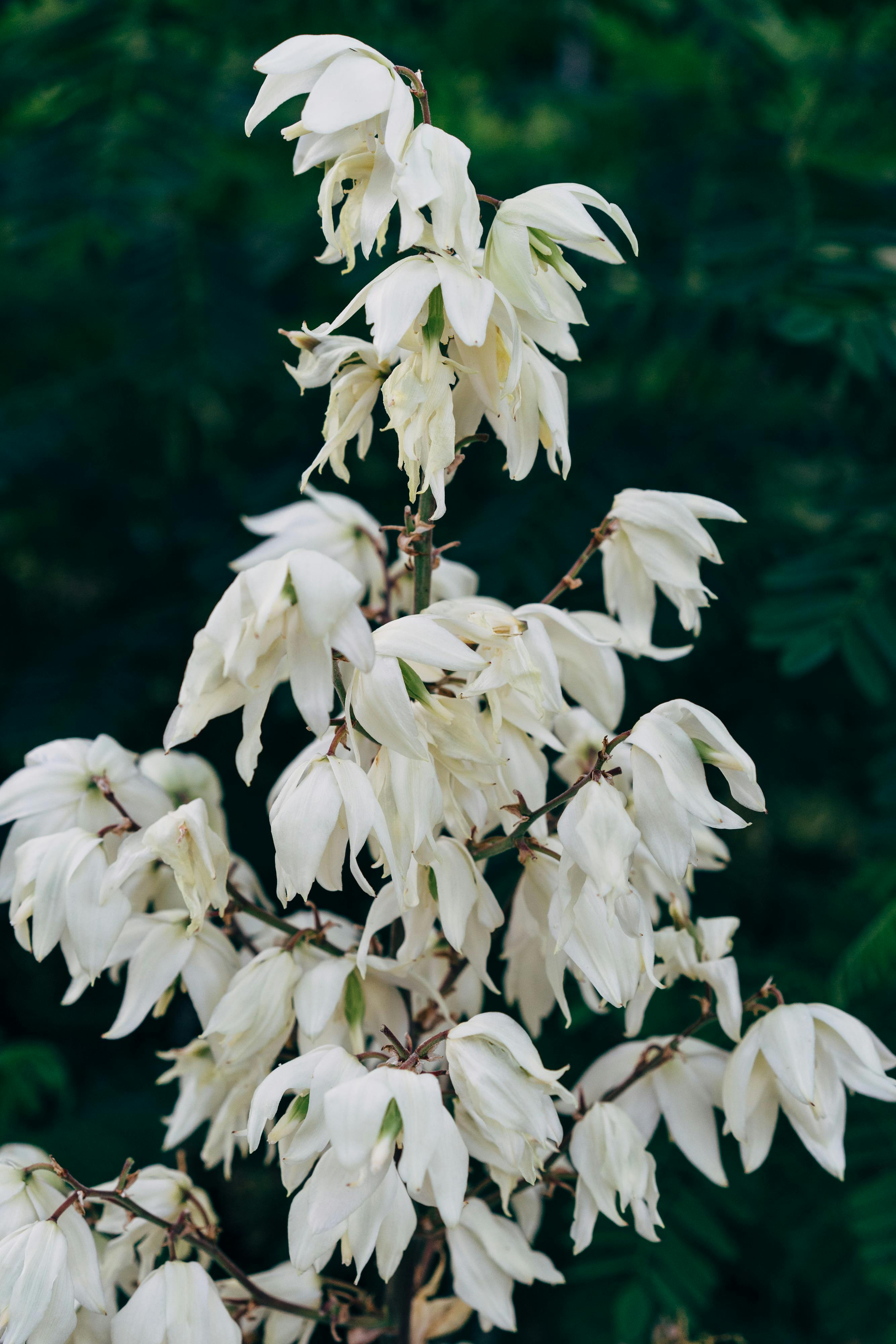Flowers with Long Stems on Pink Background · Free Stock Photo