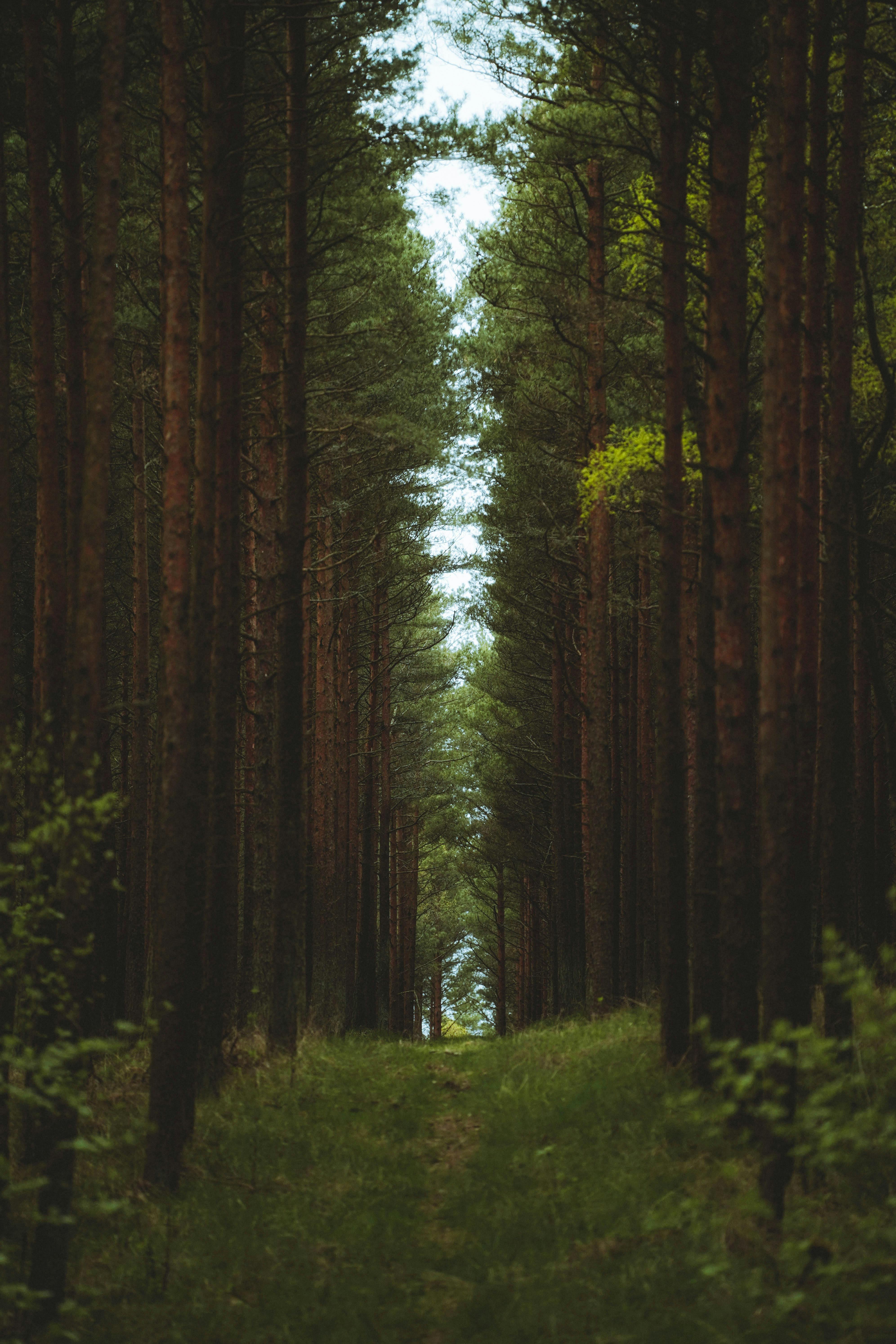 Path in Pine Tree Forest · Free Stock Photo