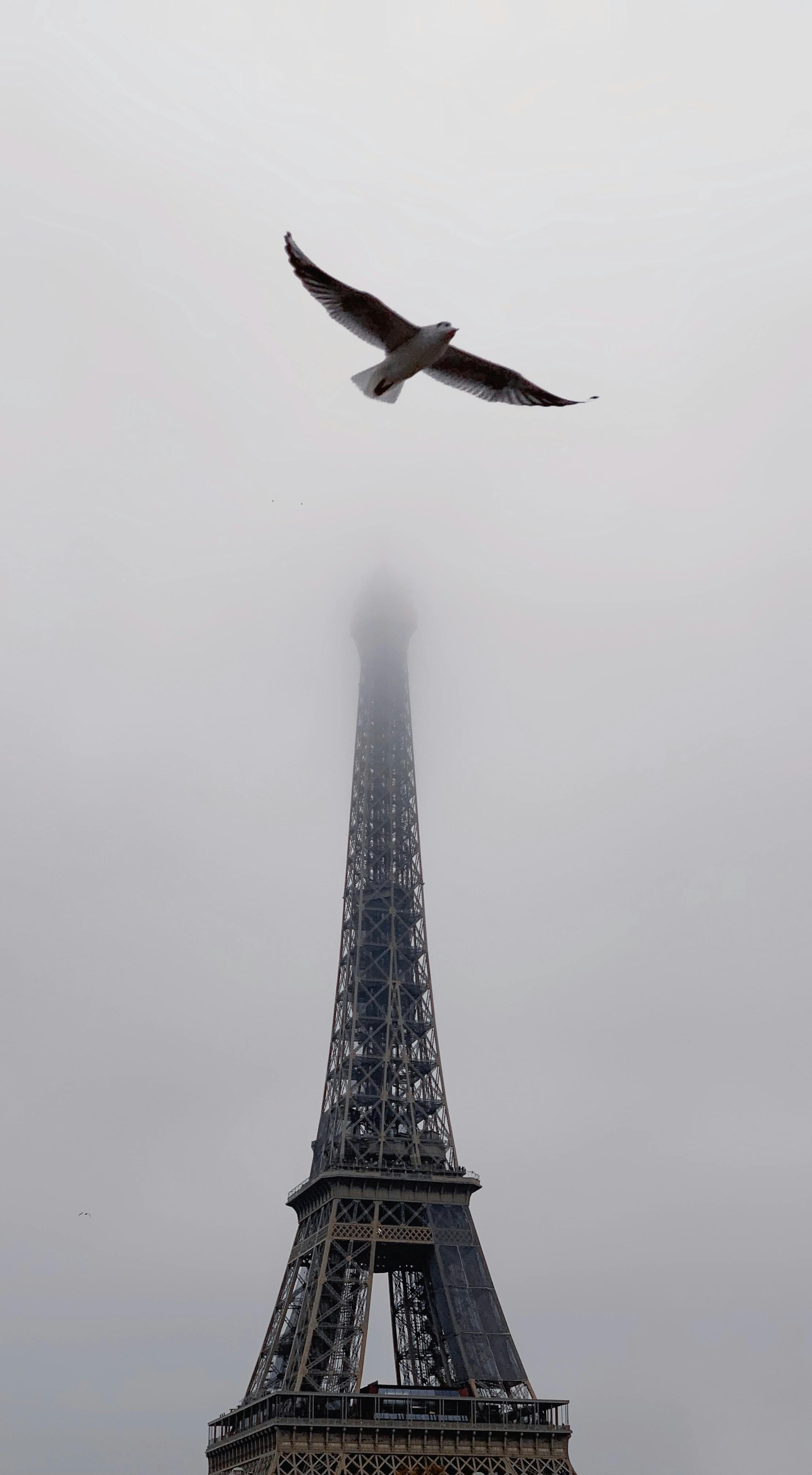 A Bird Flying over the Eiffel Tower · Free Stock Photo