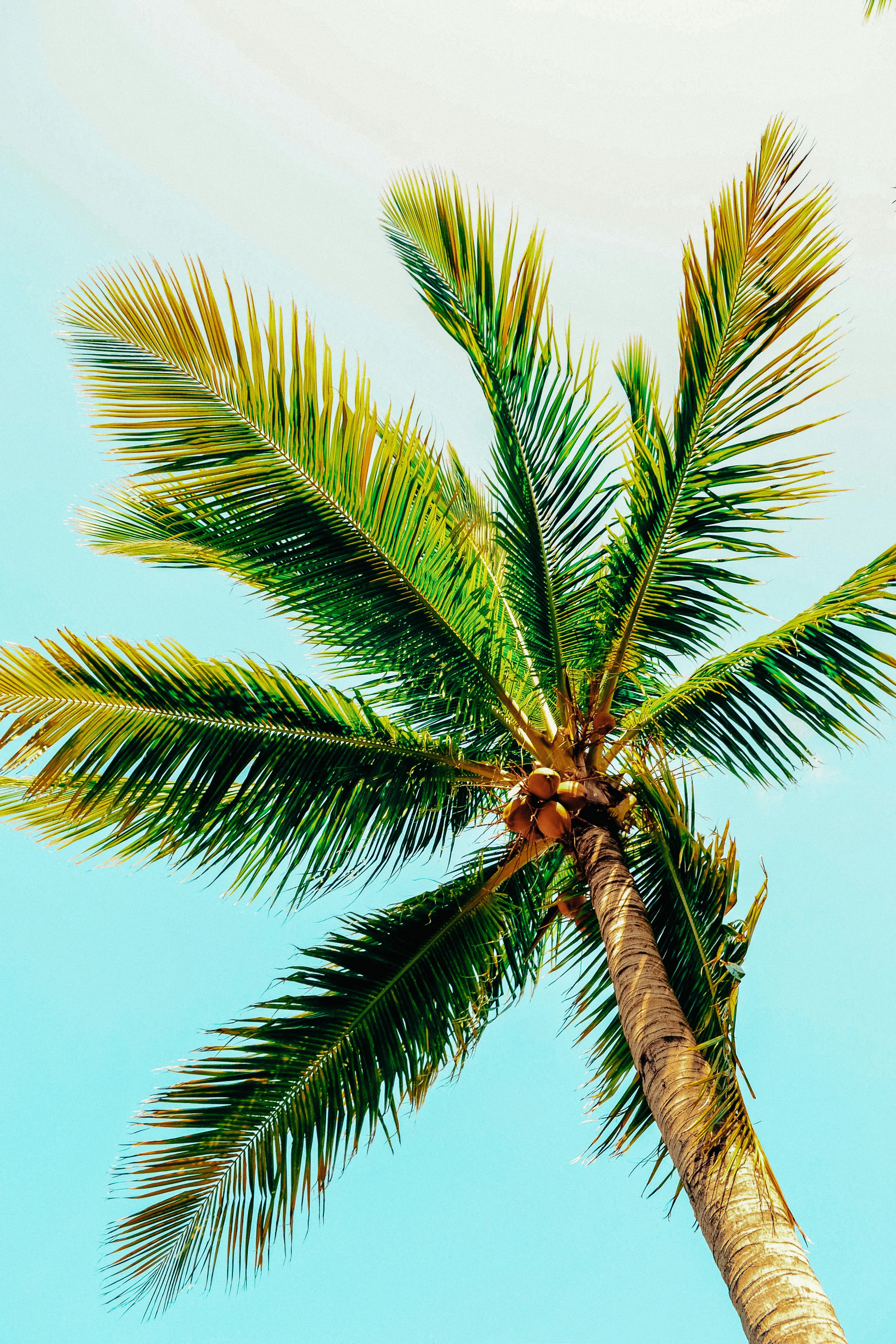 Photo of Coconut Tree During Daytime · Free Stock Photo