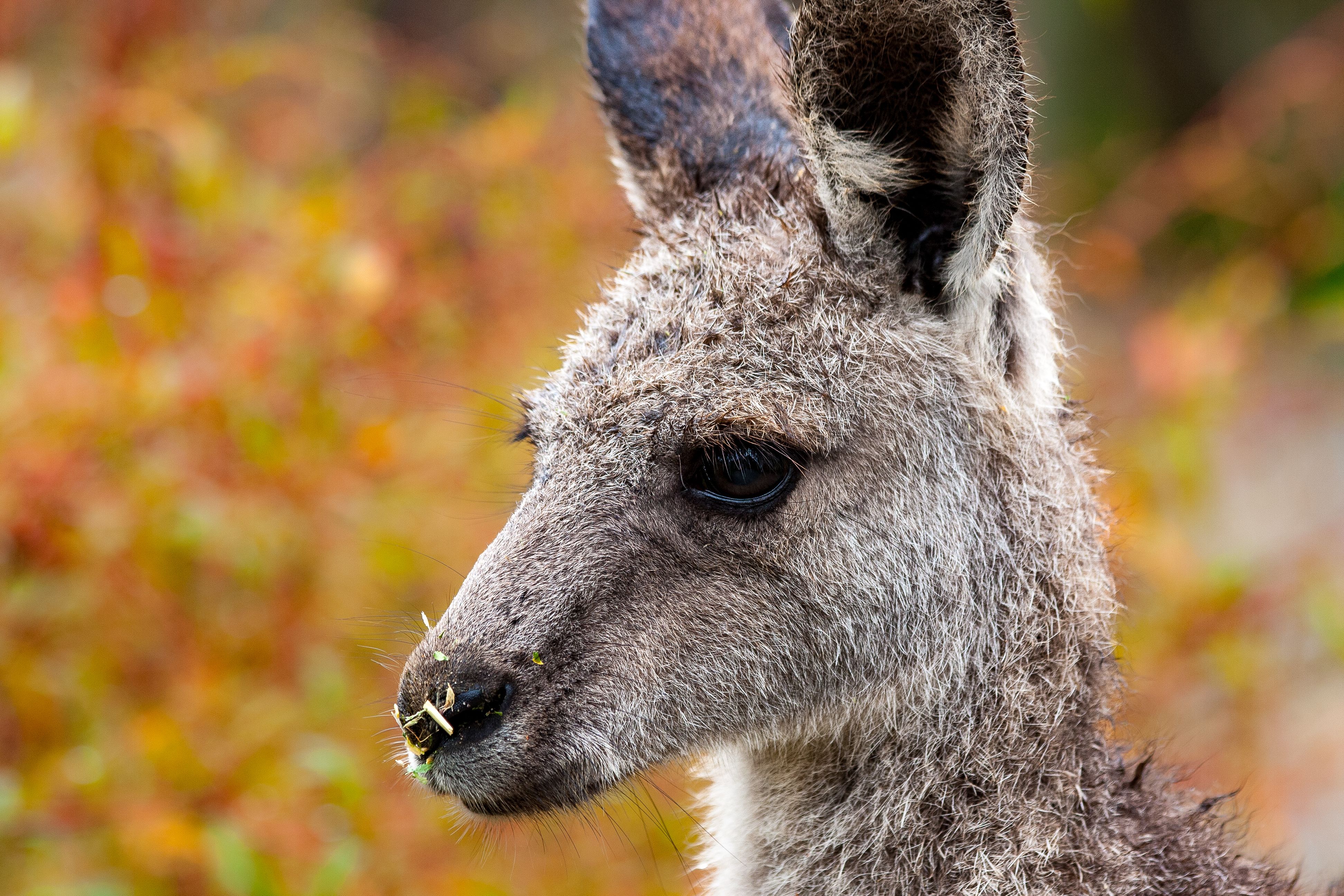 Gray Kangaroo · Free Stock Photo
