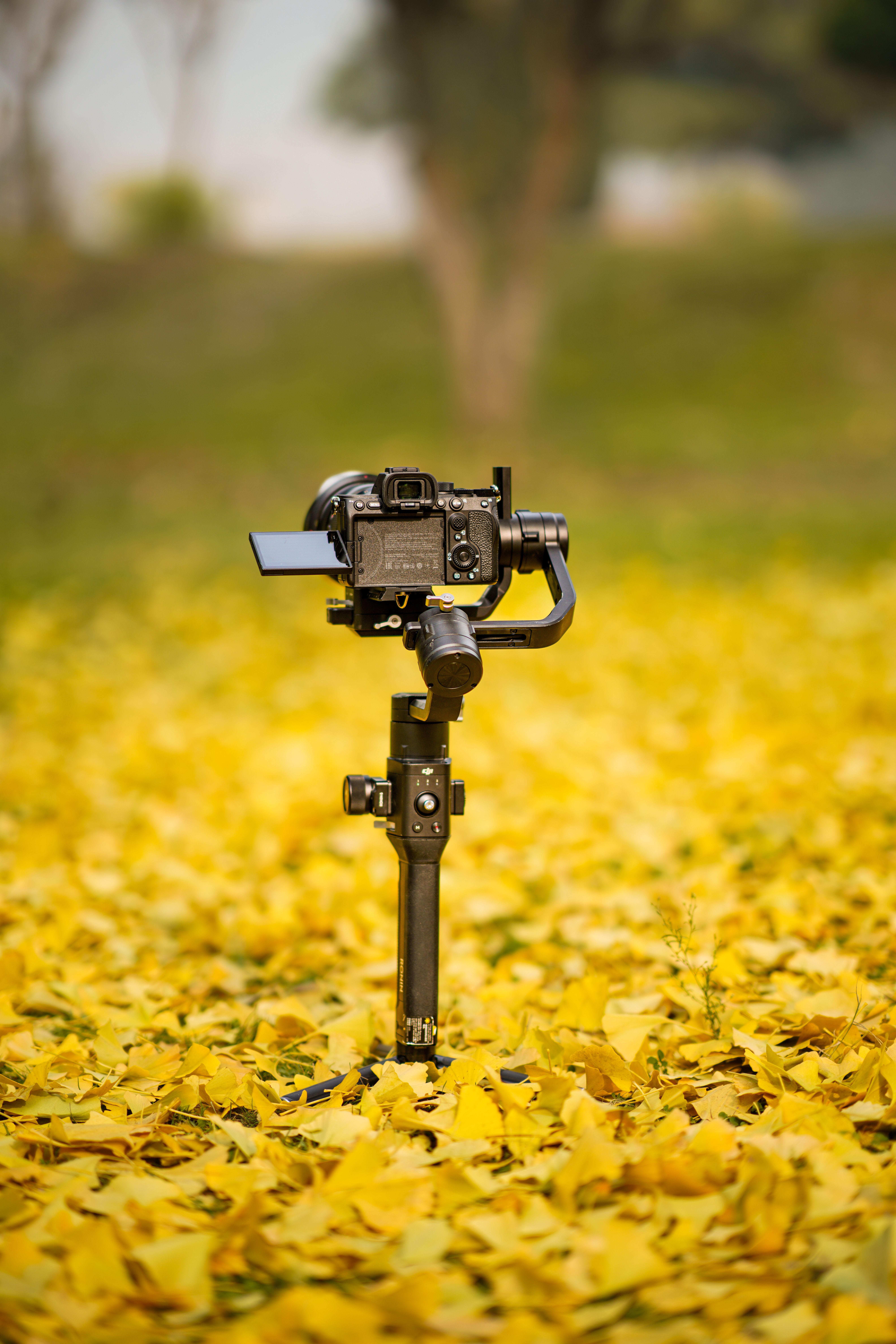 Black Camera on Ground Covered With Yellow Leaves · Free Stock Photo