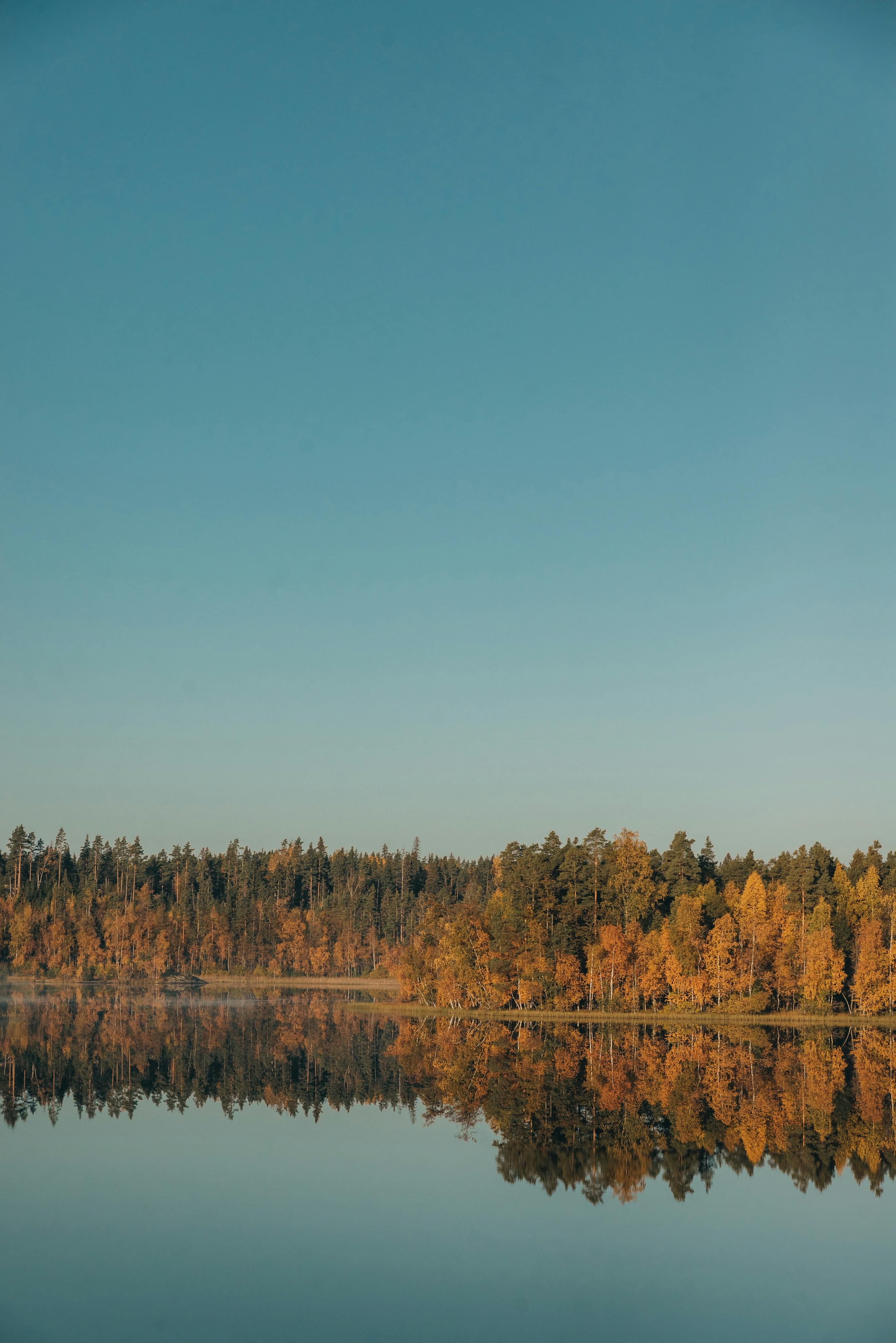 Reflection of Trees on Water Surface · Free Stock Photo