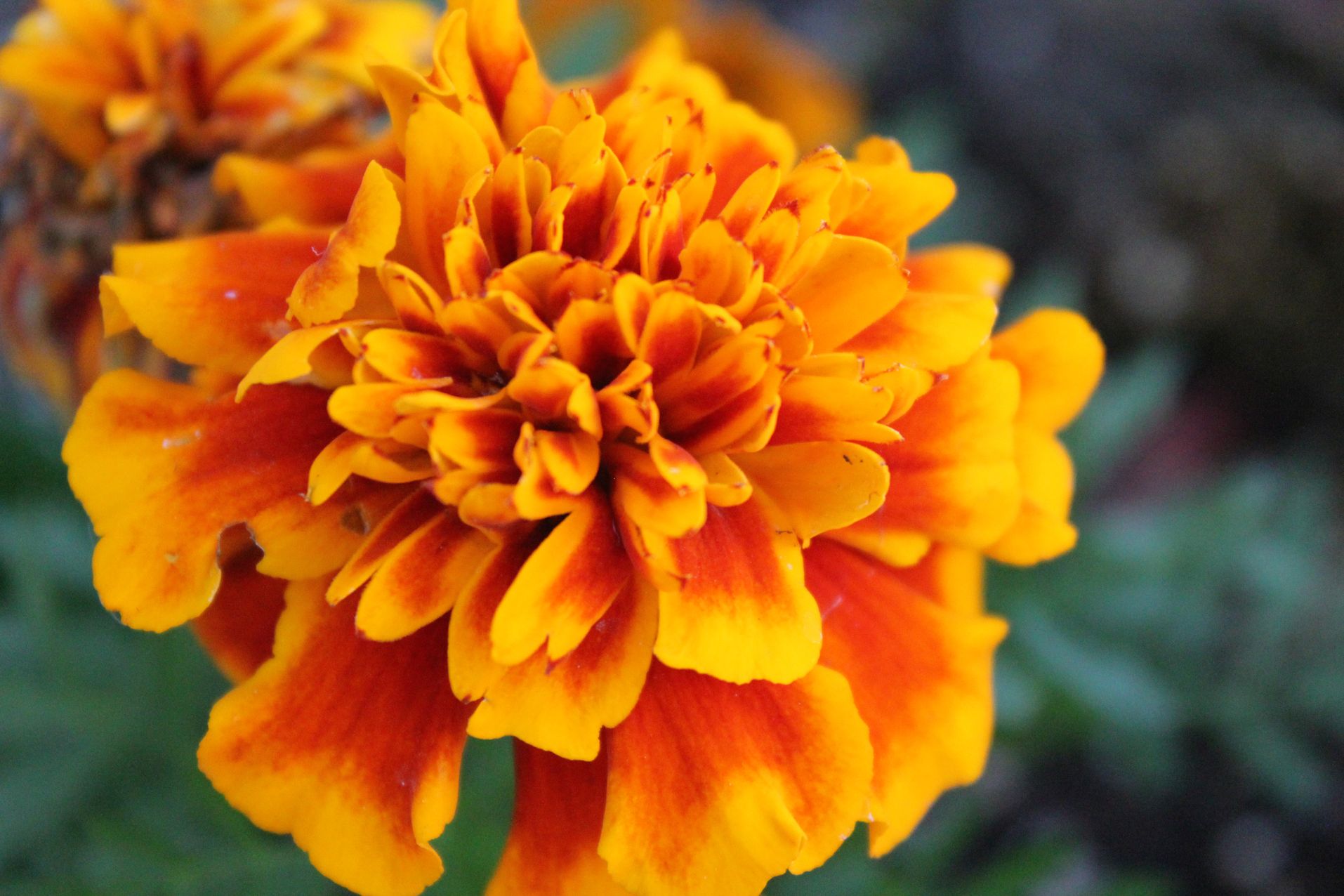 African Marigold vs French Marigold: Key Differences