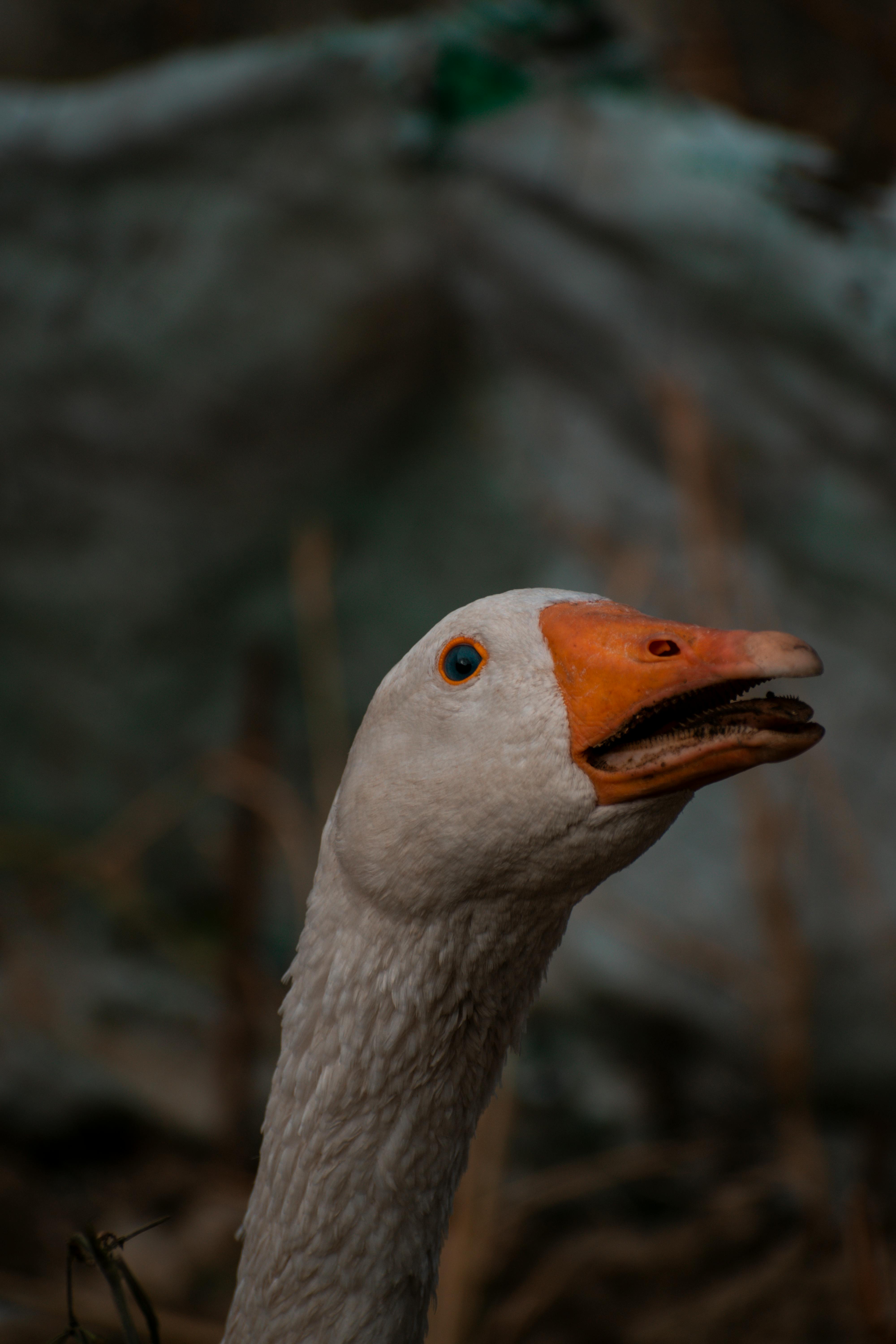 Close-Up of a Goose · Free Stock Photo
