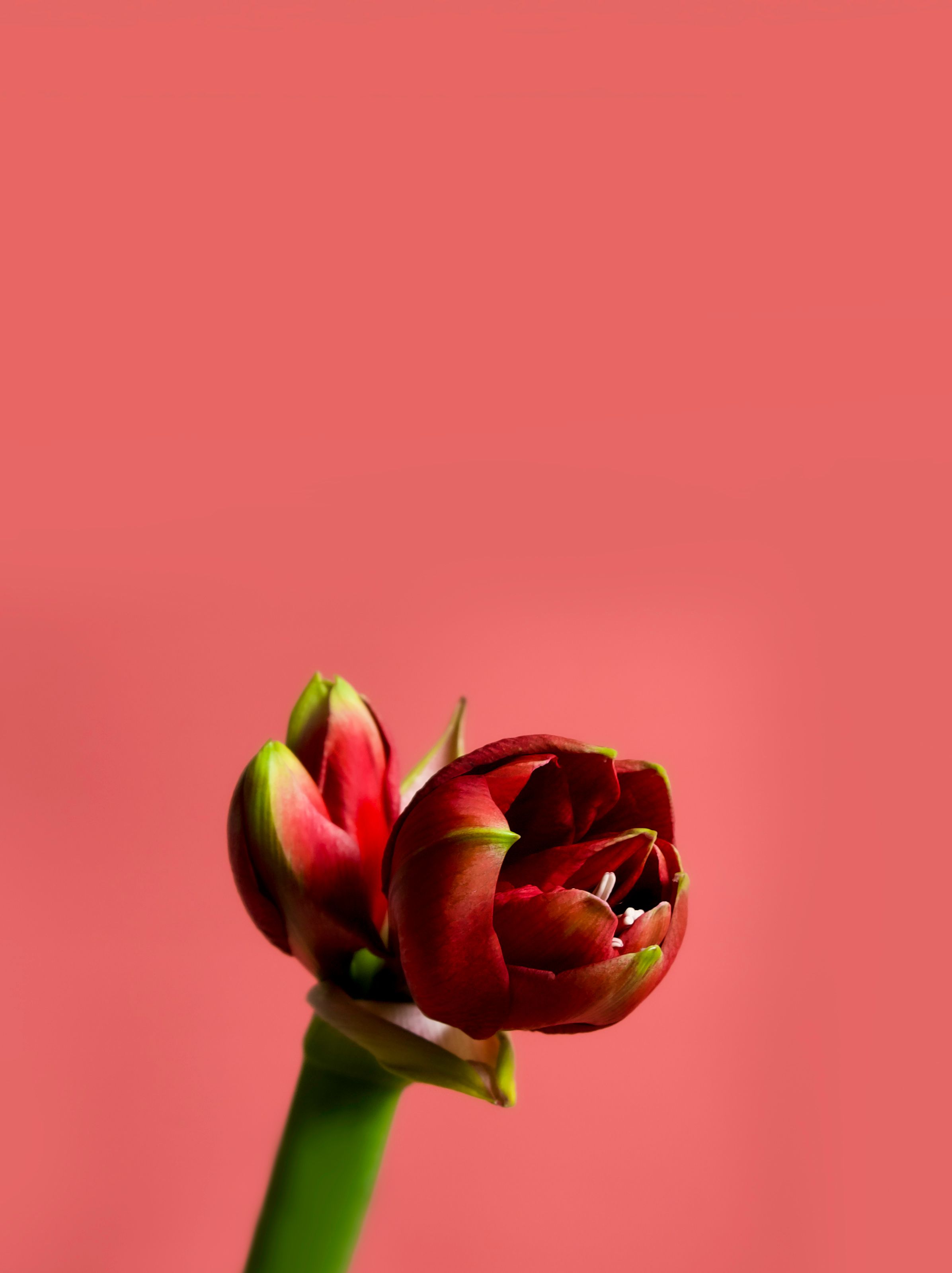 Close Up Photo of a Flower Bud · Free Stock Photo