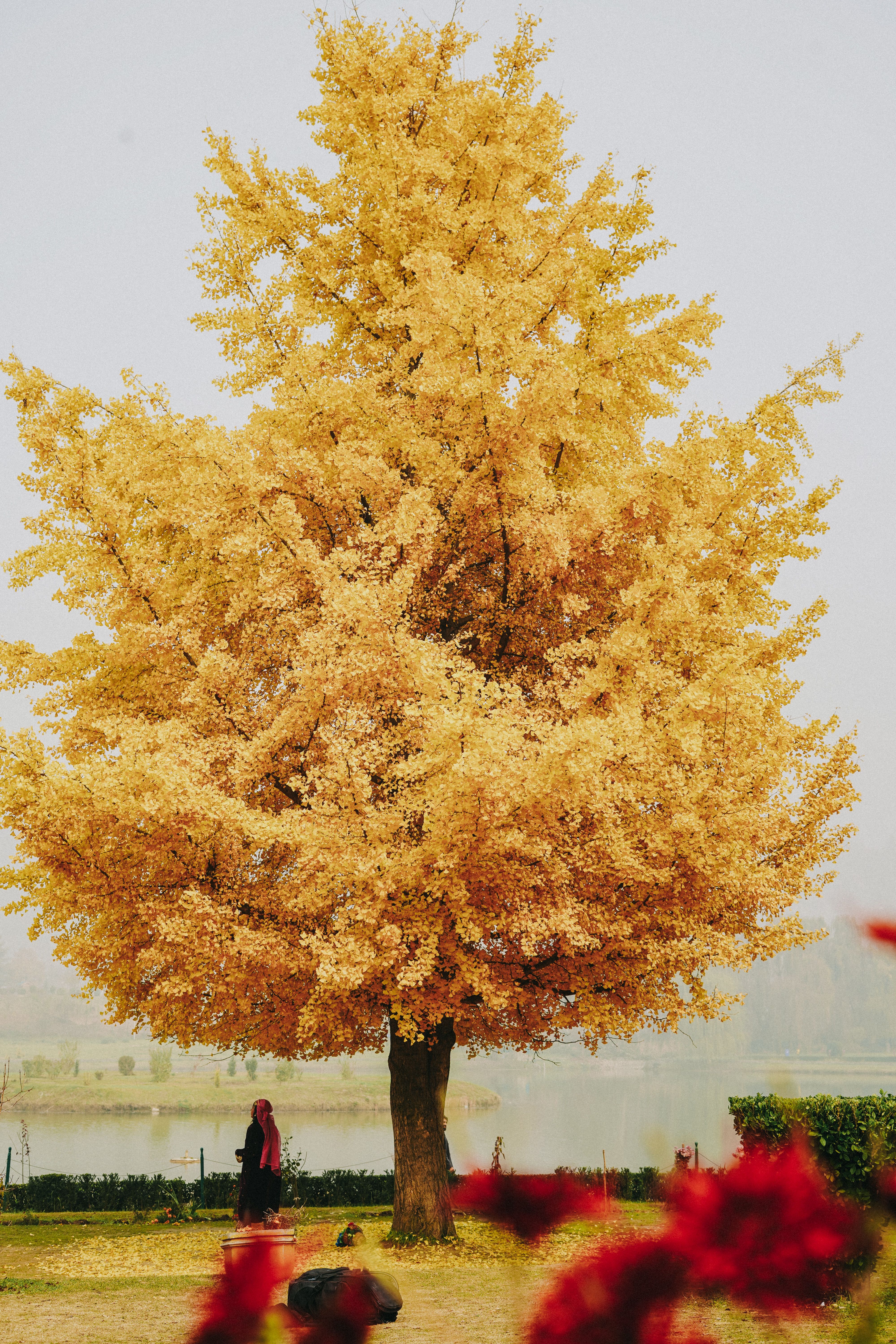 Photo of a Tree with Yellow Leaves · Free Stock Photo