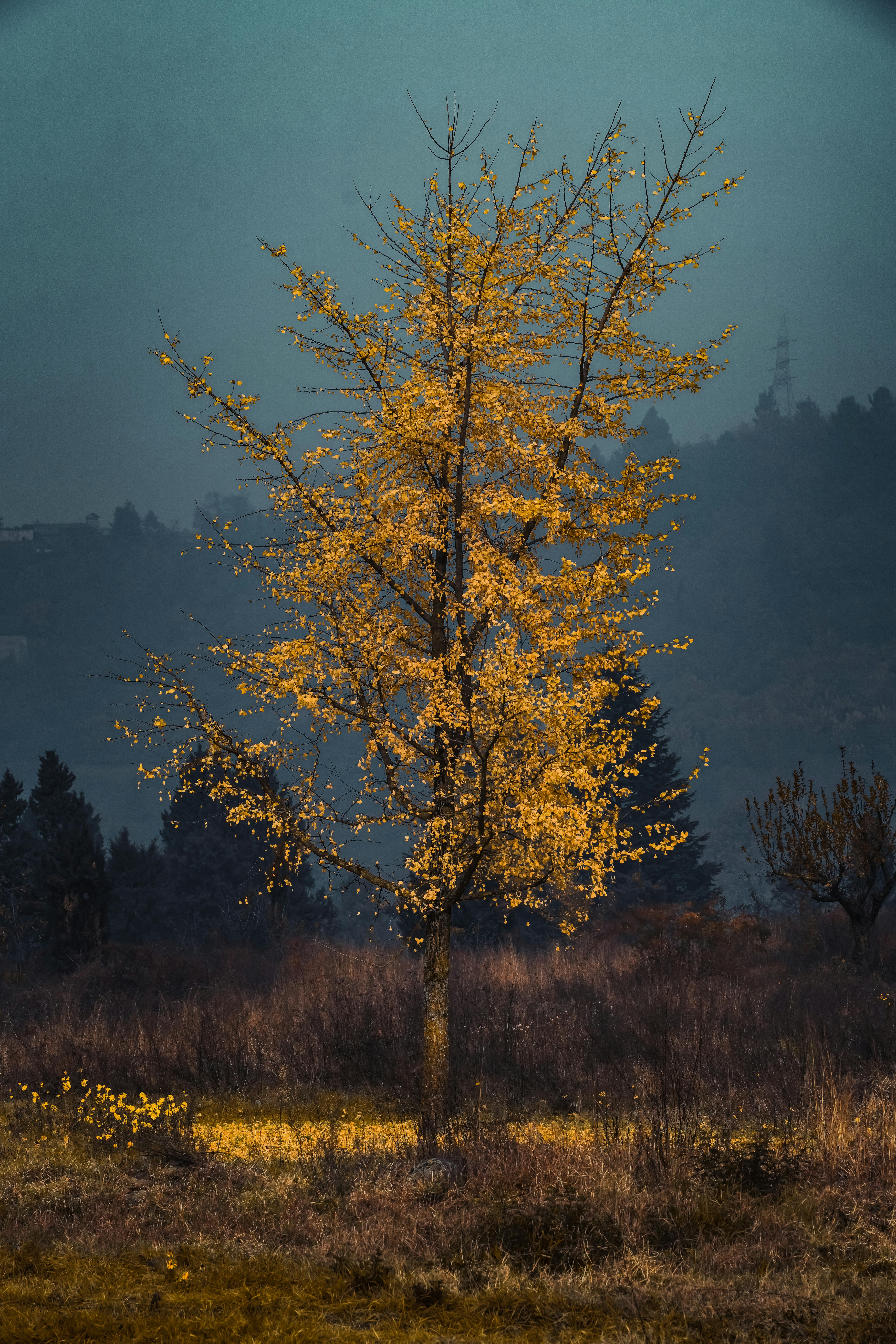 A Big Tree at a Park during Fall · Free Stock Photo