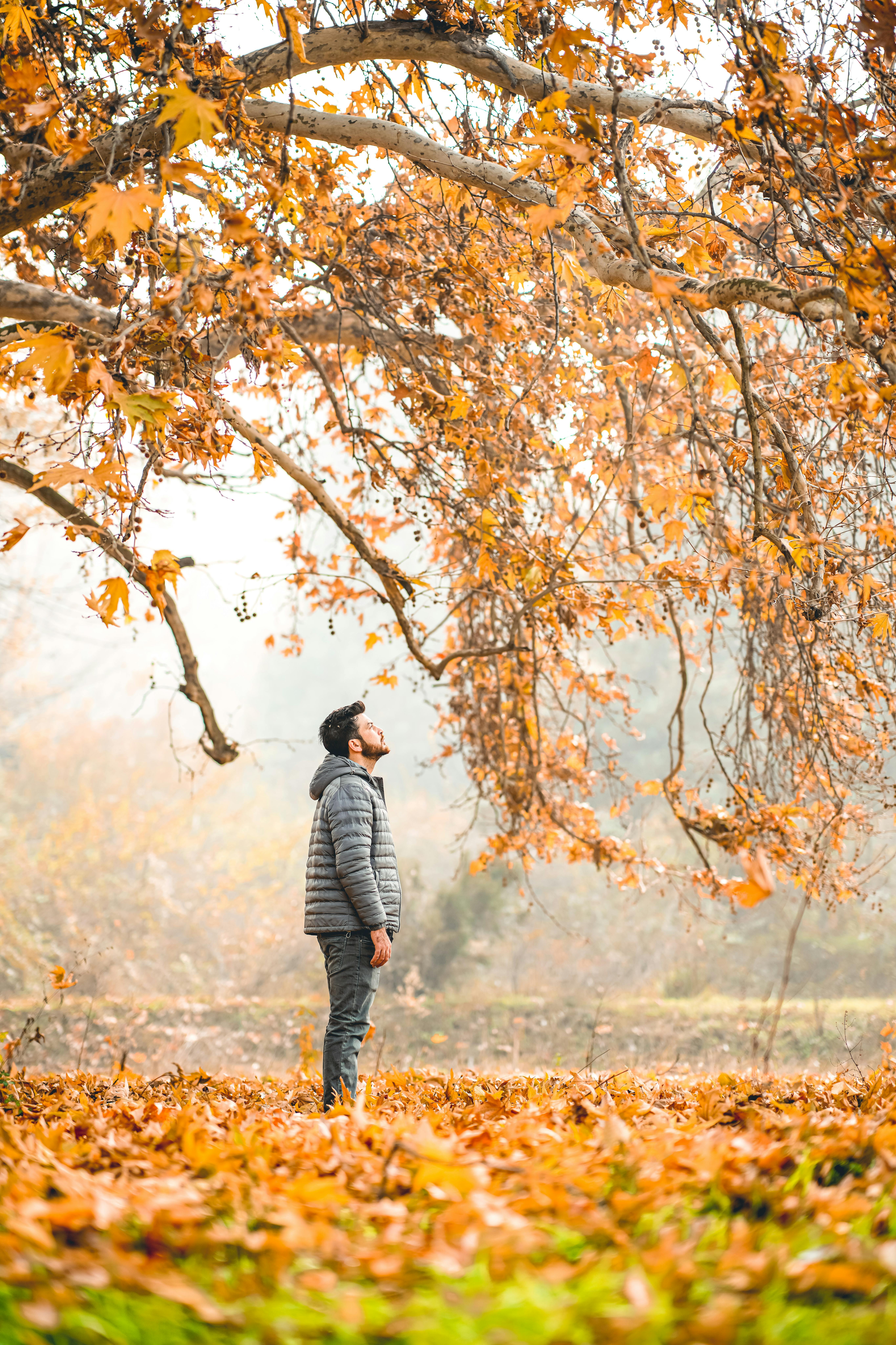 Man Standing under Tree in Autumn Park · Free Stock Photo