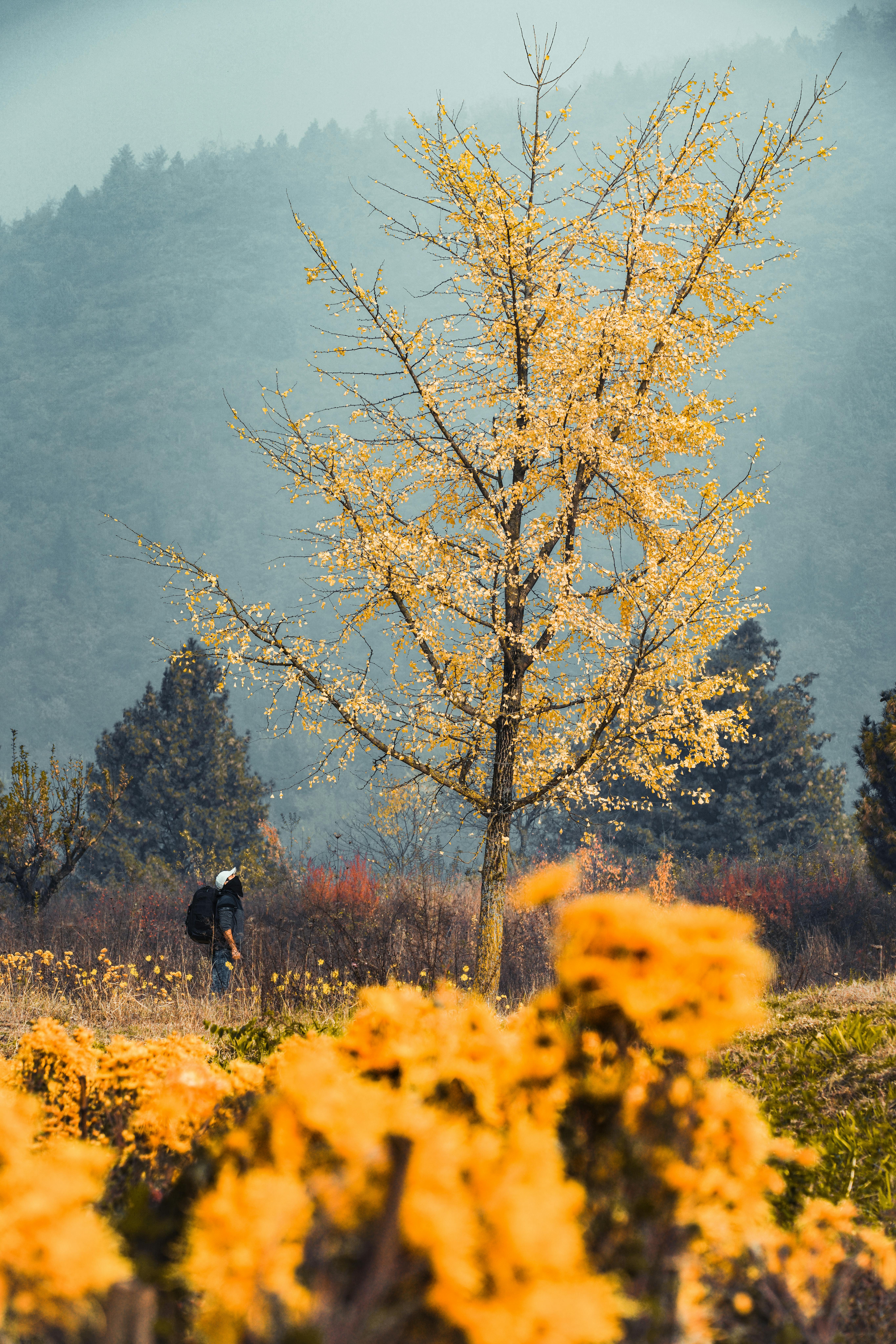Meadow by River · Free Stock Photo