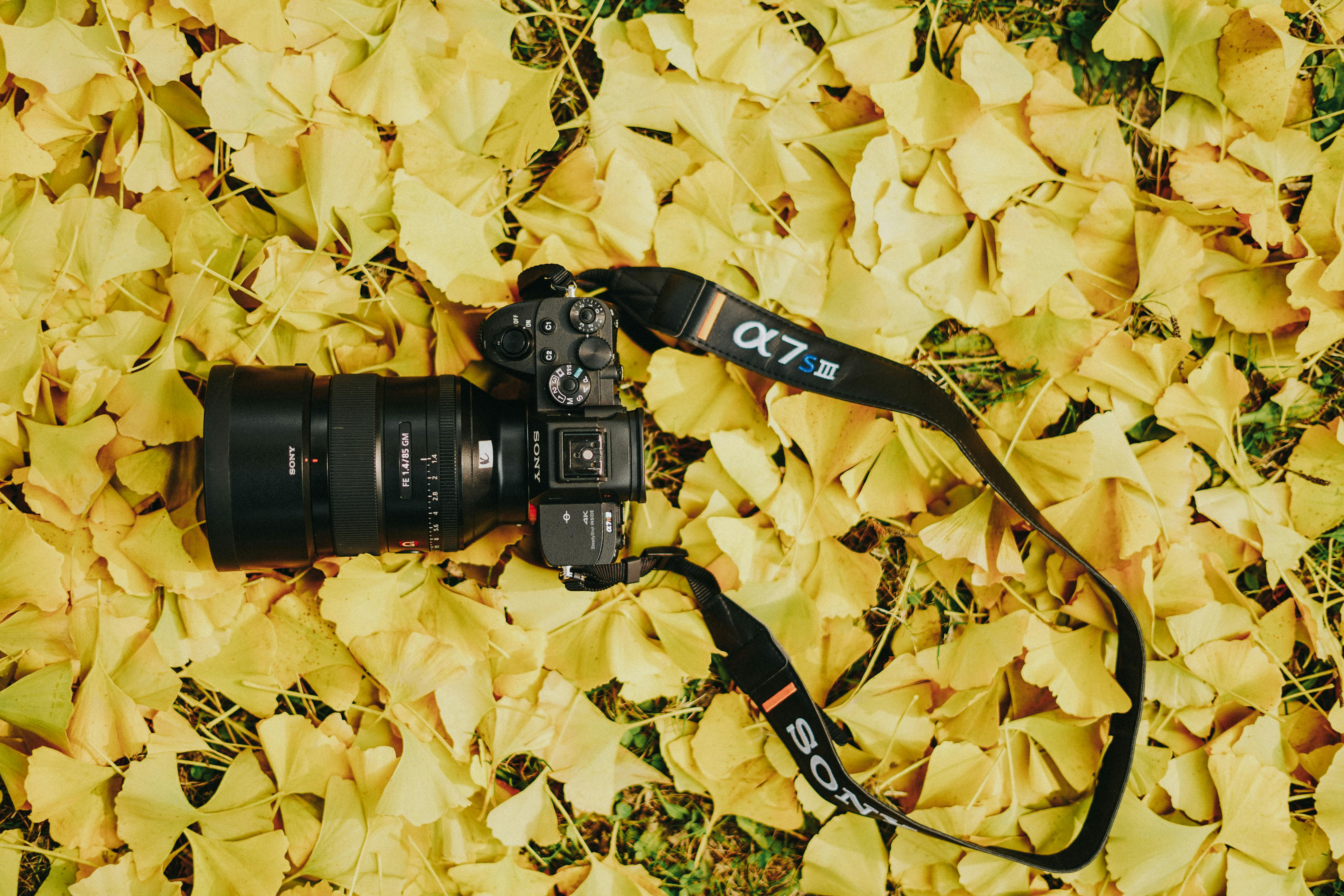 Camera on Fallen Leaves · Free Stock Photo
