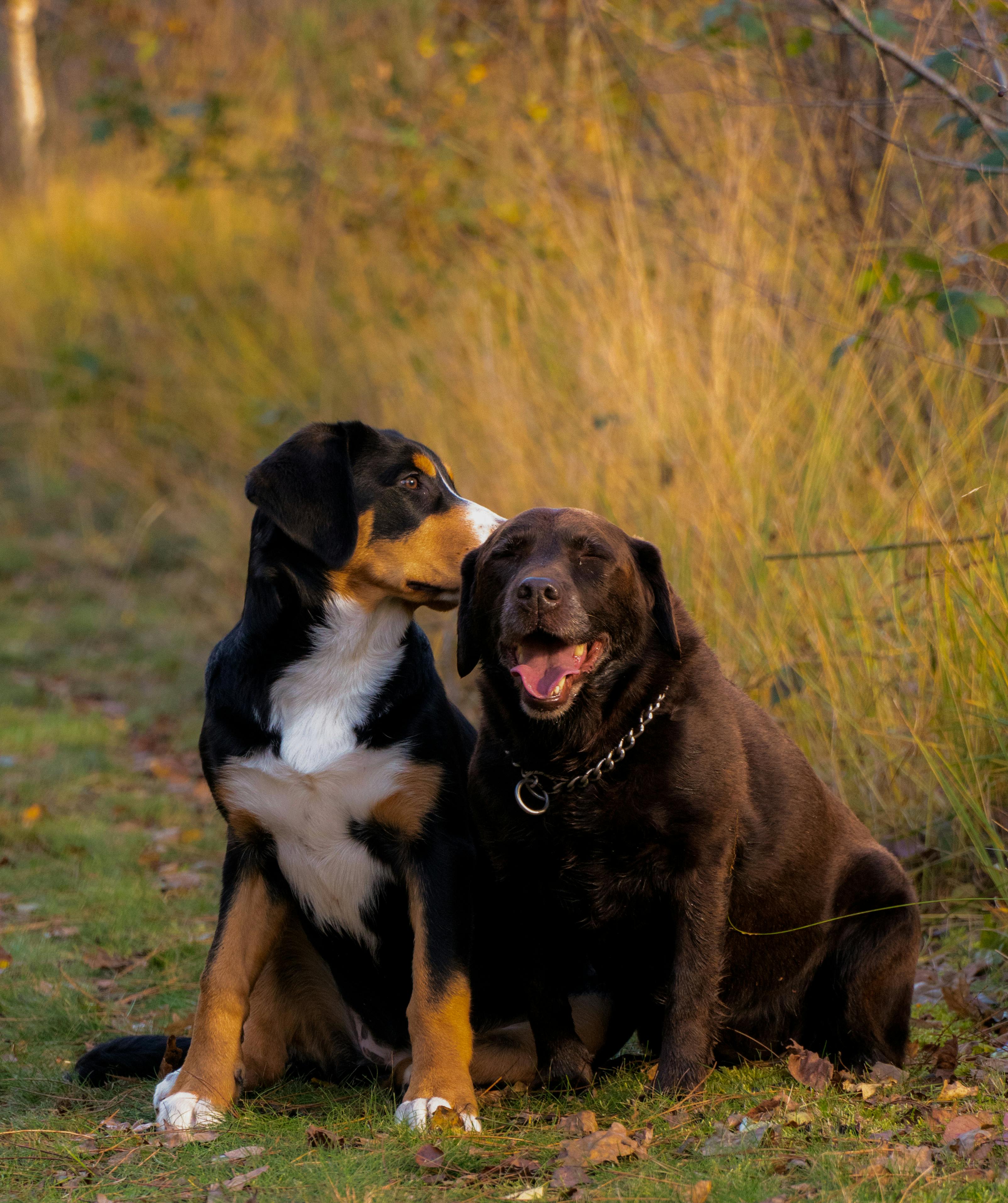 Photo of a Brown Labrador Retriever Beside a Brown and Black Dog · Free ...