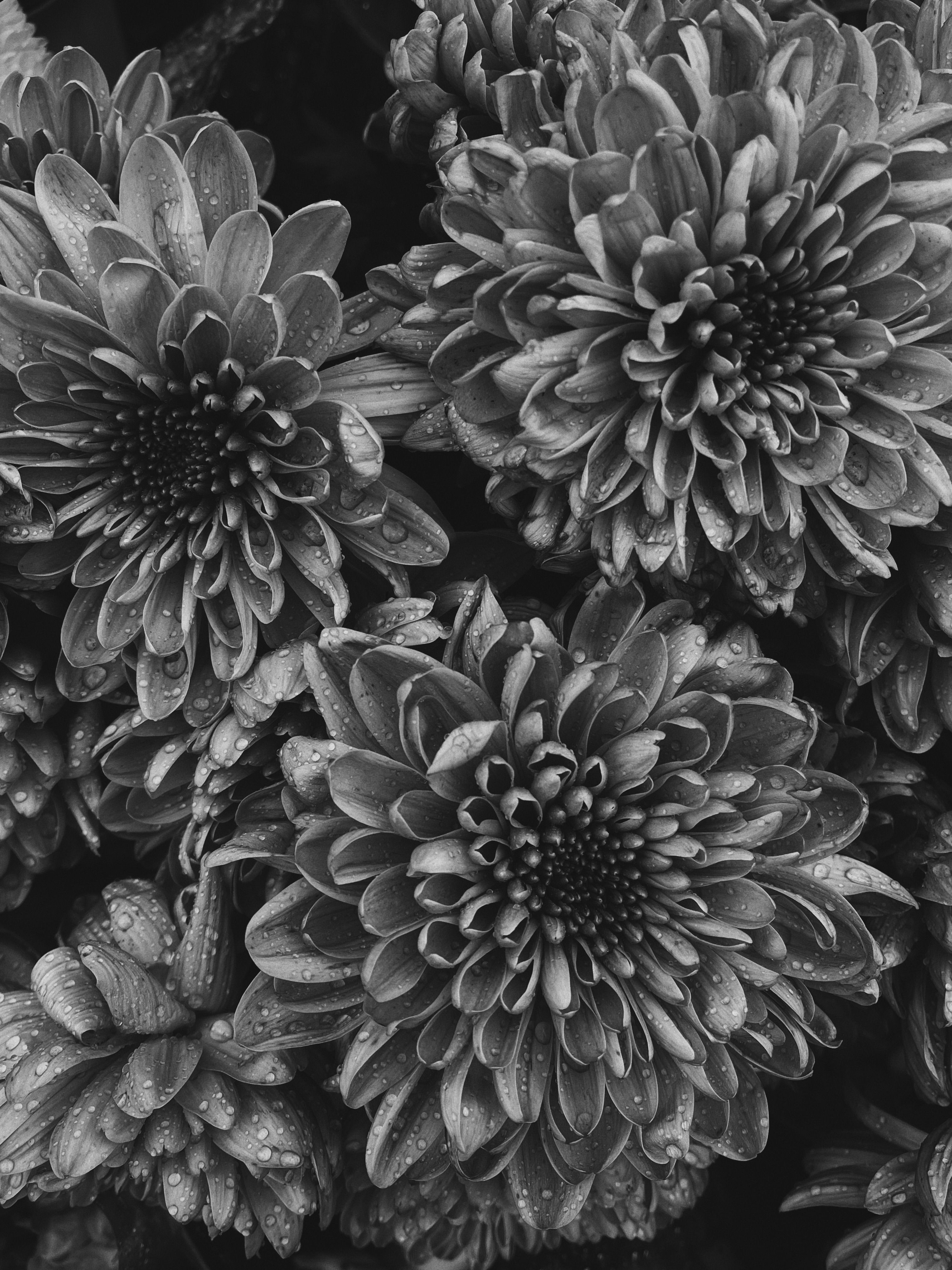 Monochrome Photograph of Chrysanthemum Flowers with Water Droplets ...