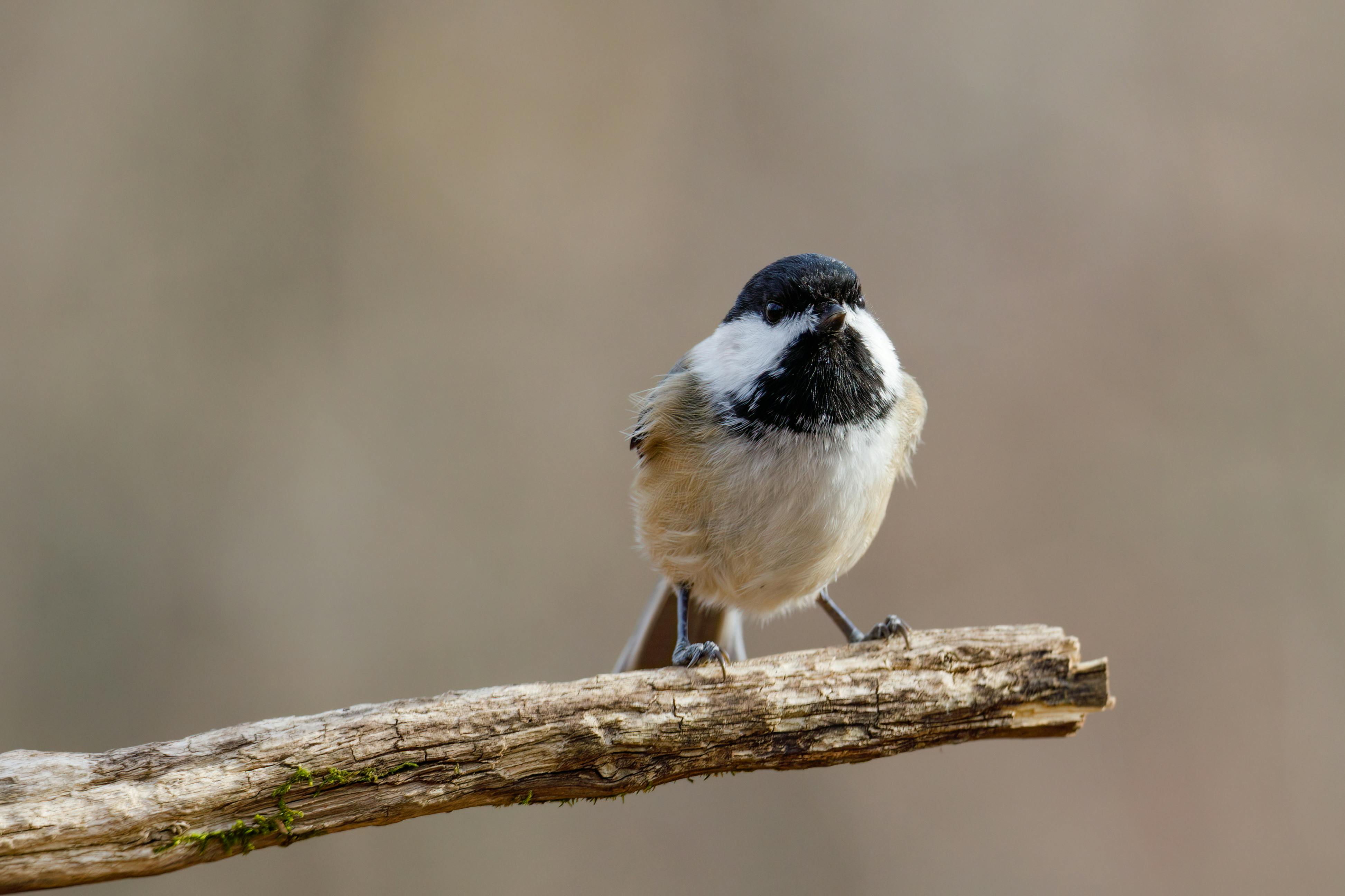 Black-Capped Chickadee on Tree Branch · Free Stock Photo