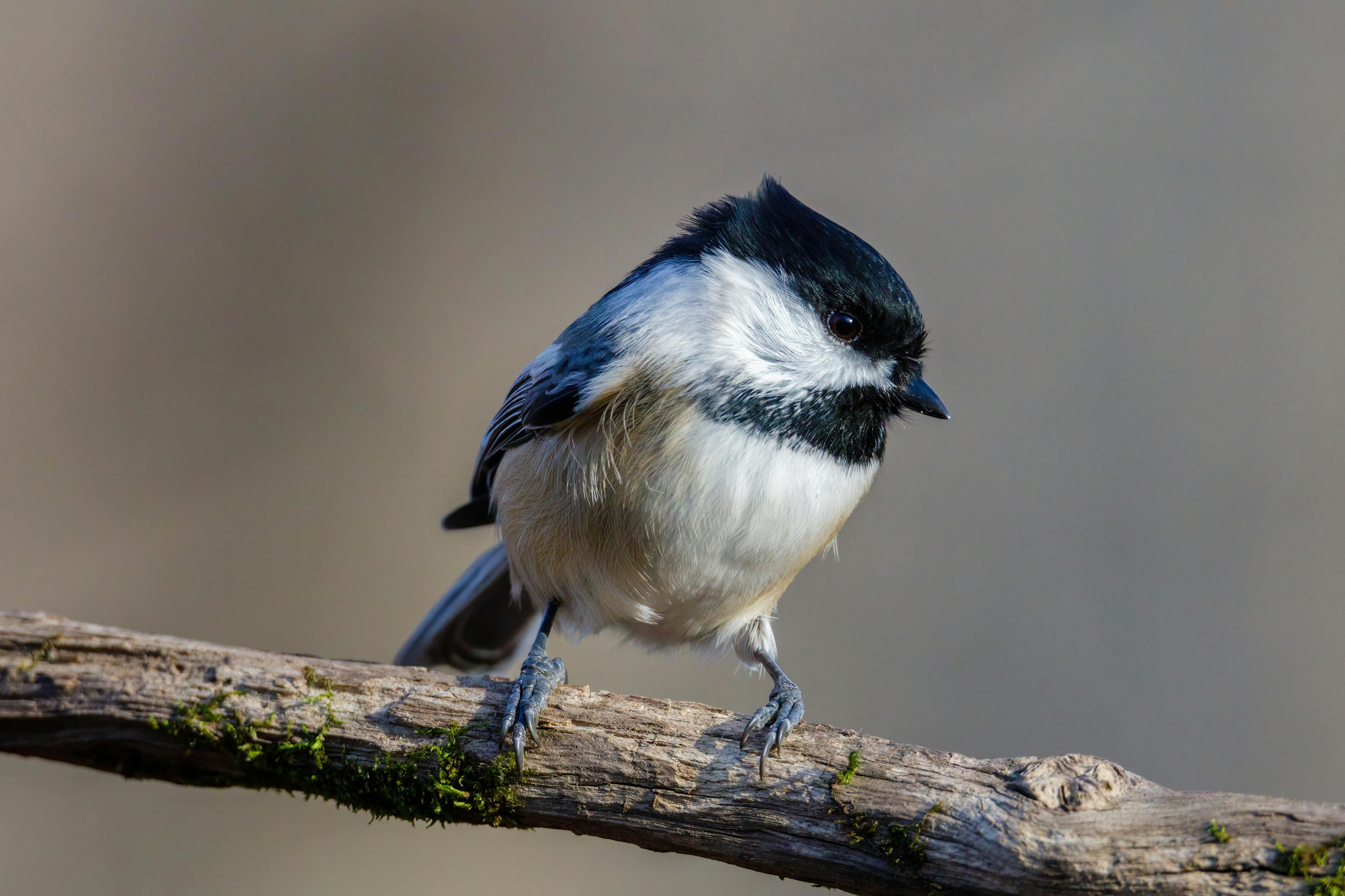 Black-Capped Chickadee on Tree · Free Stock Photo