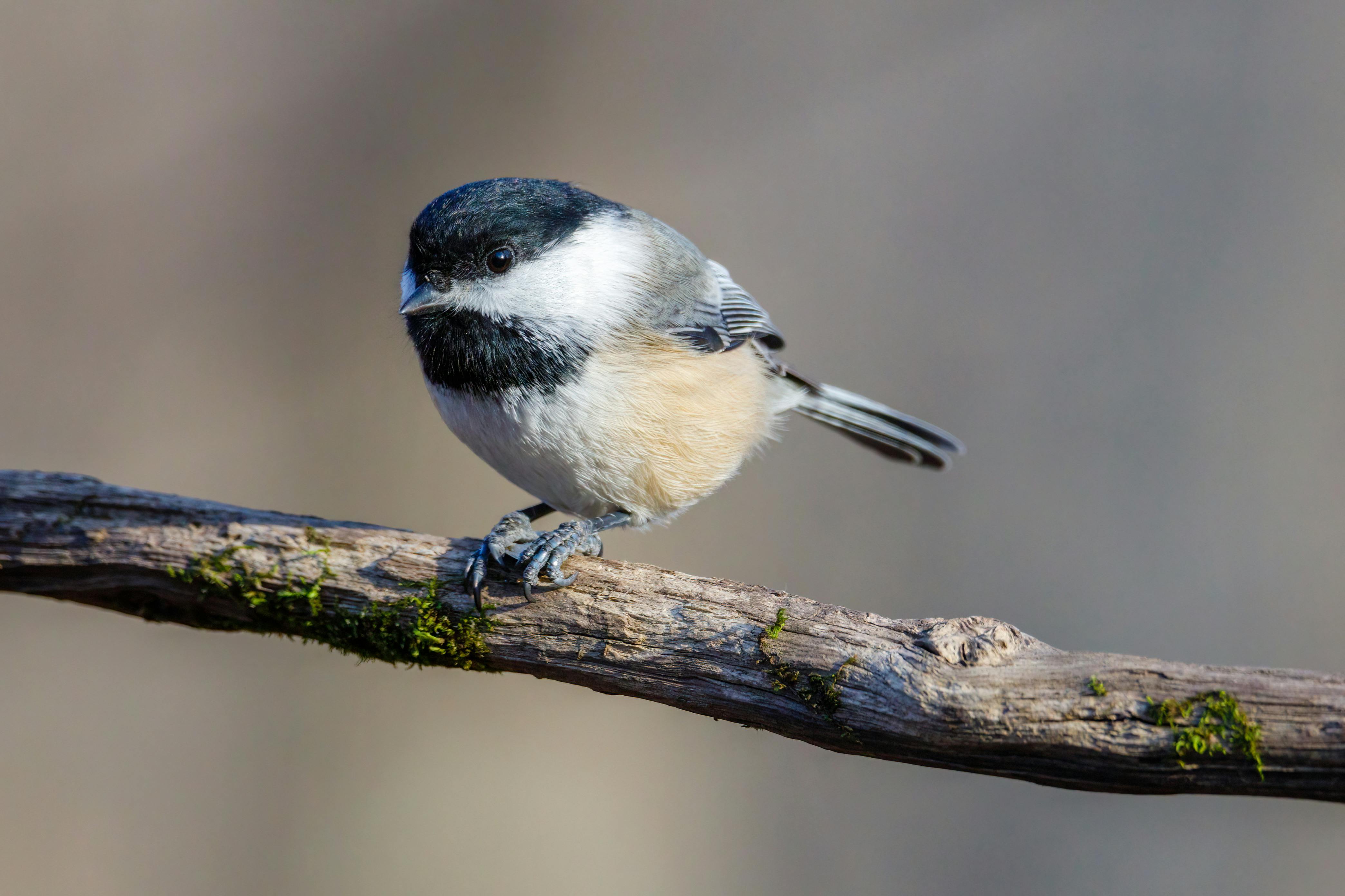Black-Capped Chickadee Perched on a Tree Branch · Free Stock Photo