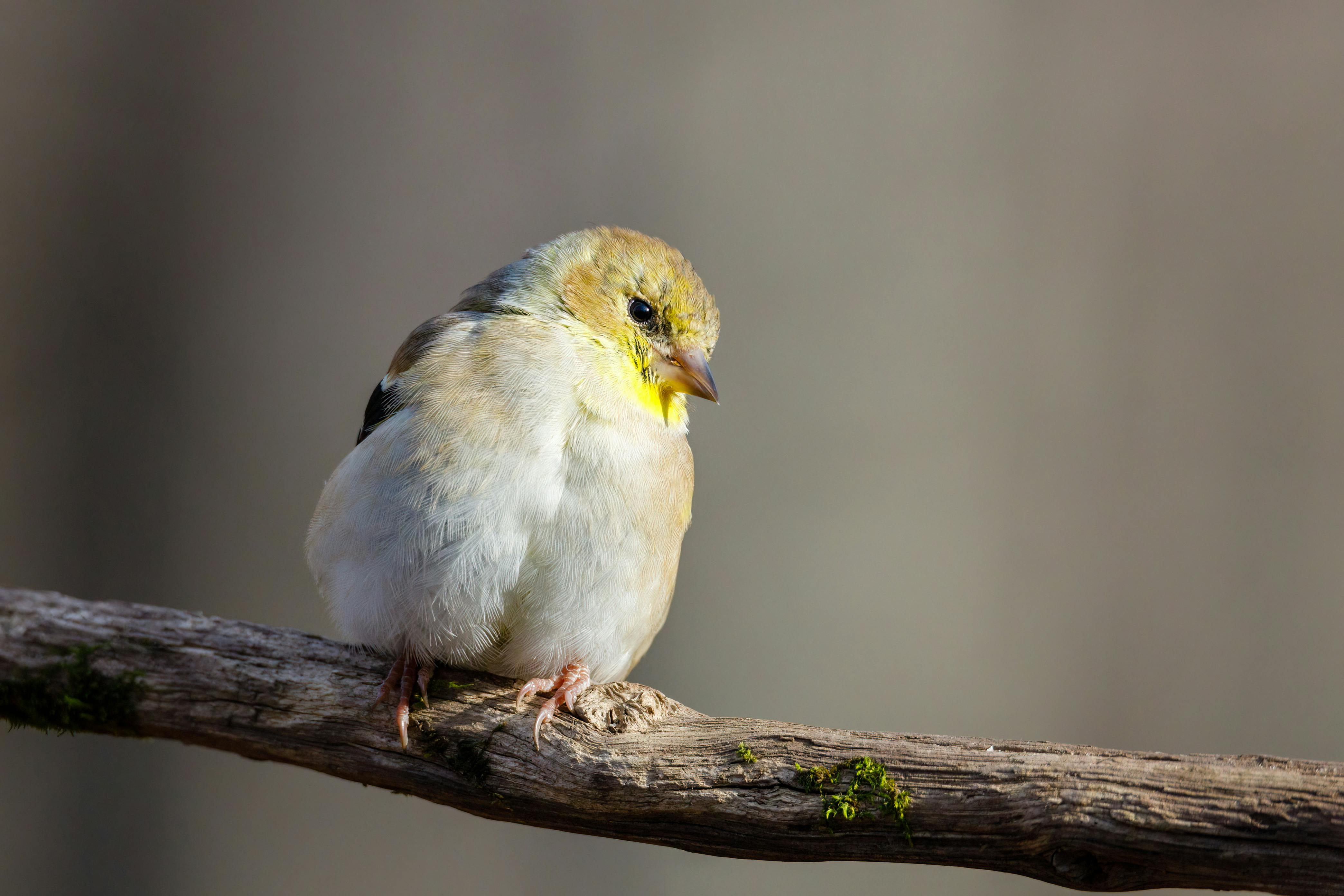 40+ Best Goldfinch Photos · 100% Free Download · Pexels Stock Photos