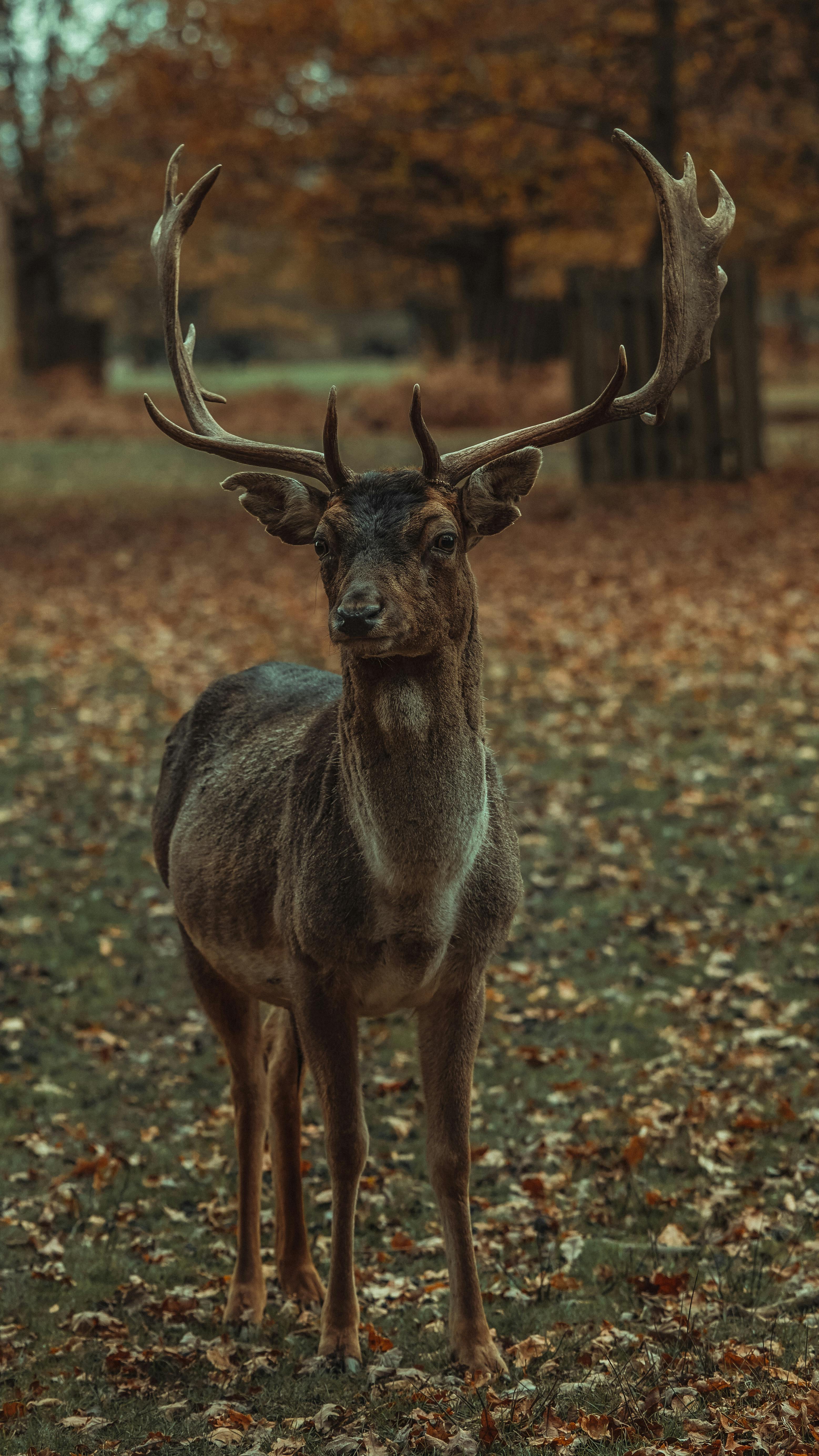 Photo of a Brown Deer with Brown Antlers · Free Stock Photo