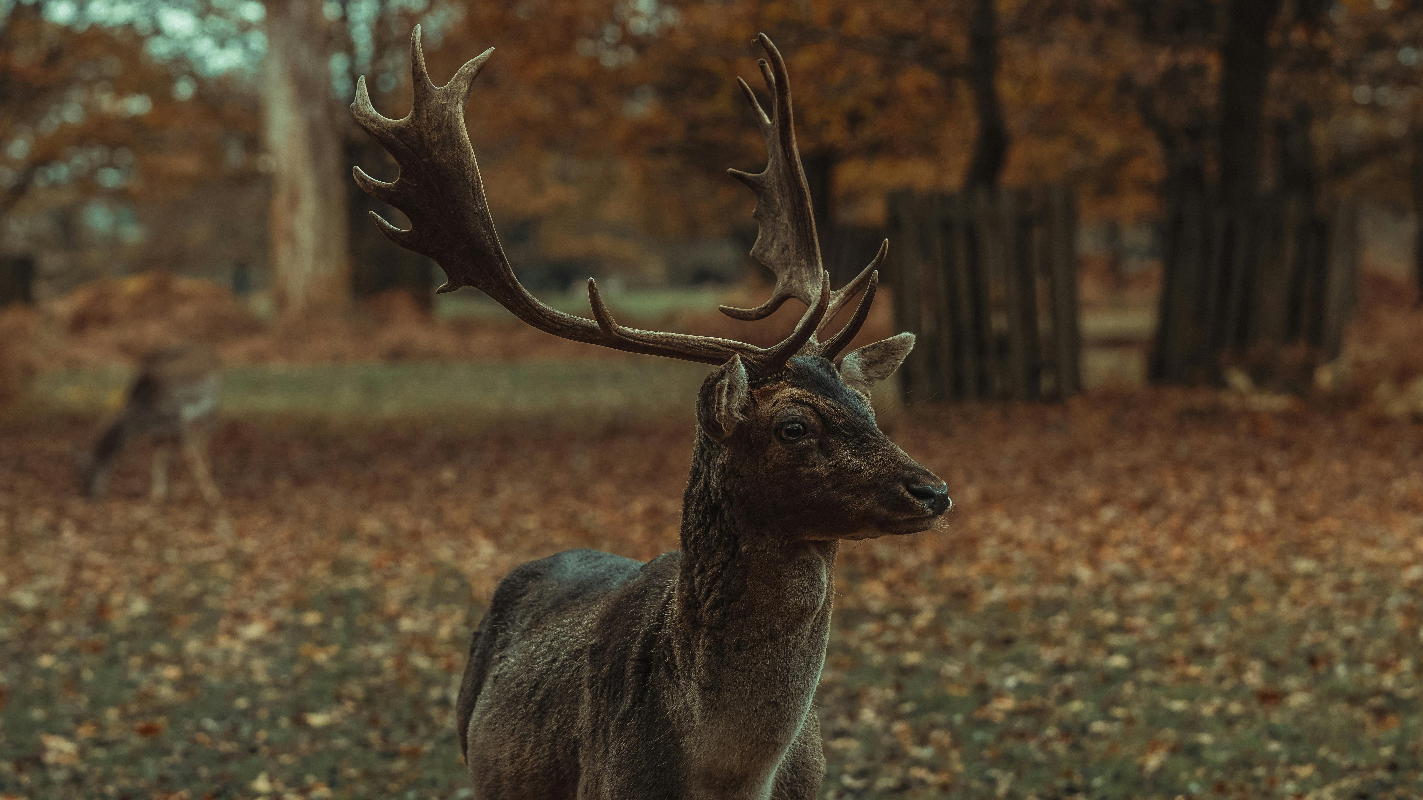 Brown and White Deer on the Green Mountain during Daytime · Free Stock ...