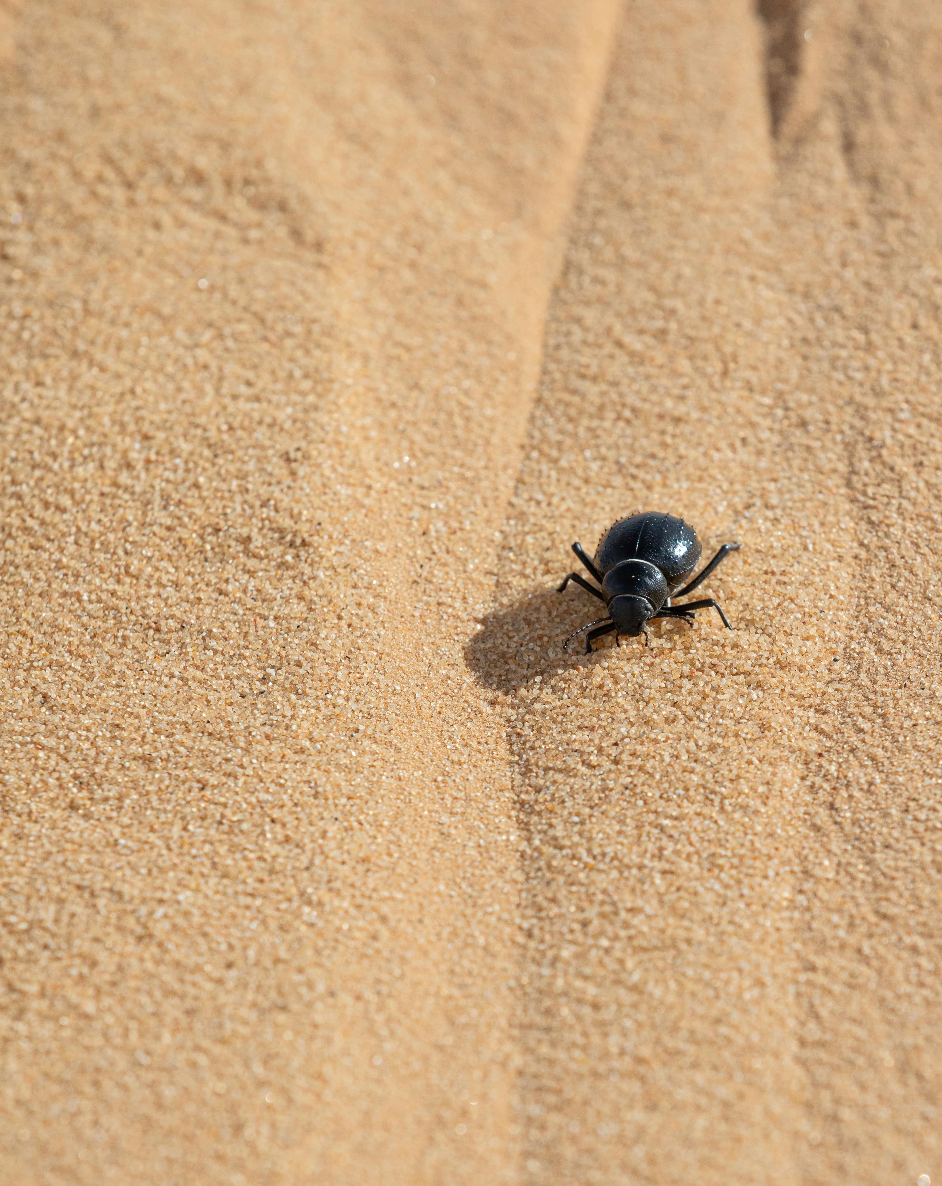 Bright Red Bug Walking on Sand · Free Stock Photo