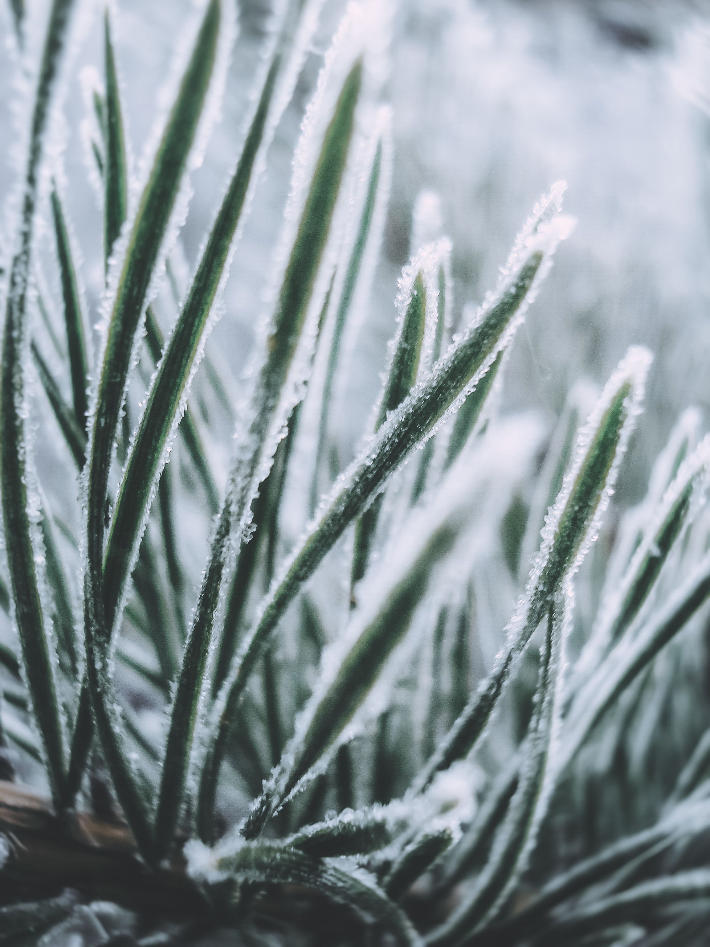 Close Photogrpahy · Free Stock Photo