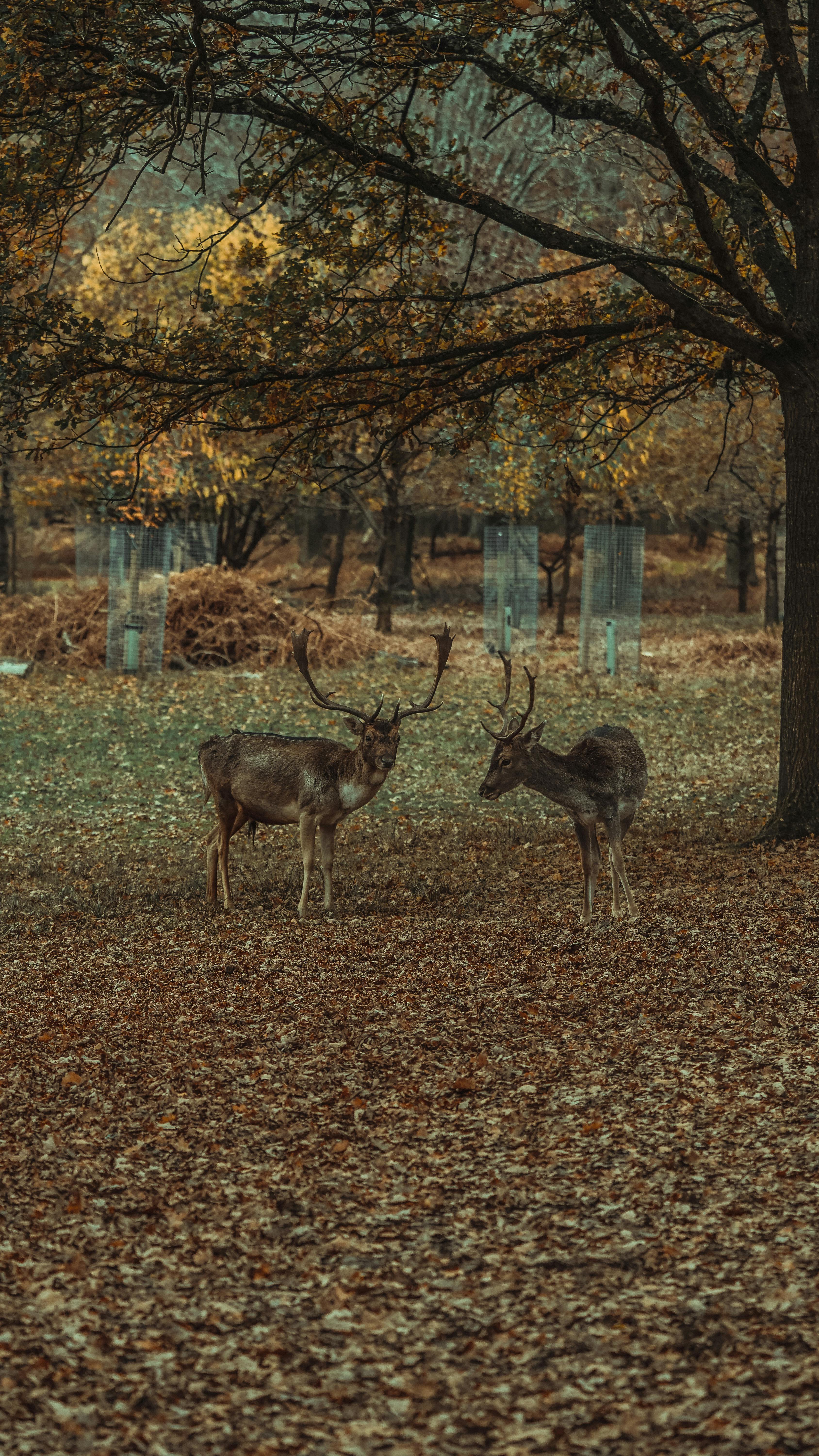 Brown Deer on Field · Free Stock Photo