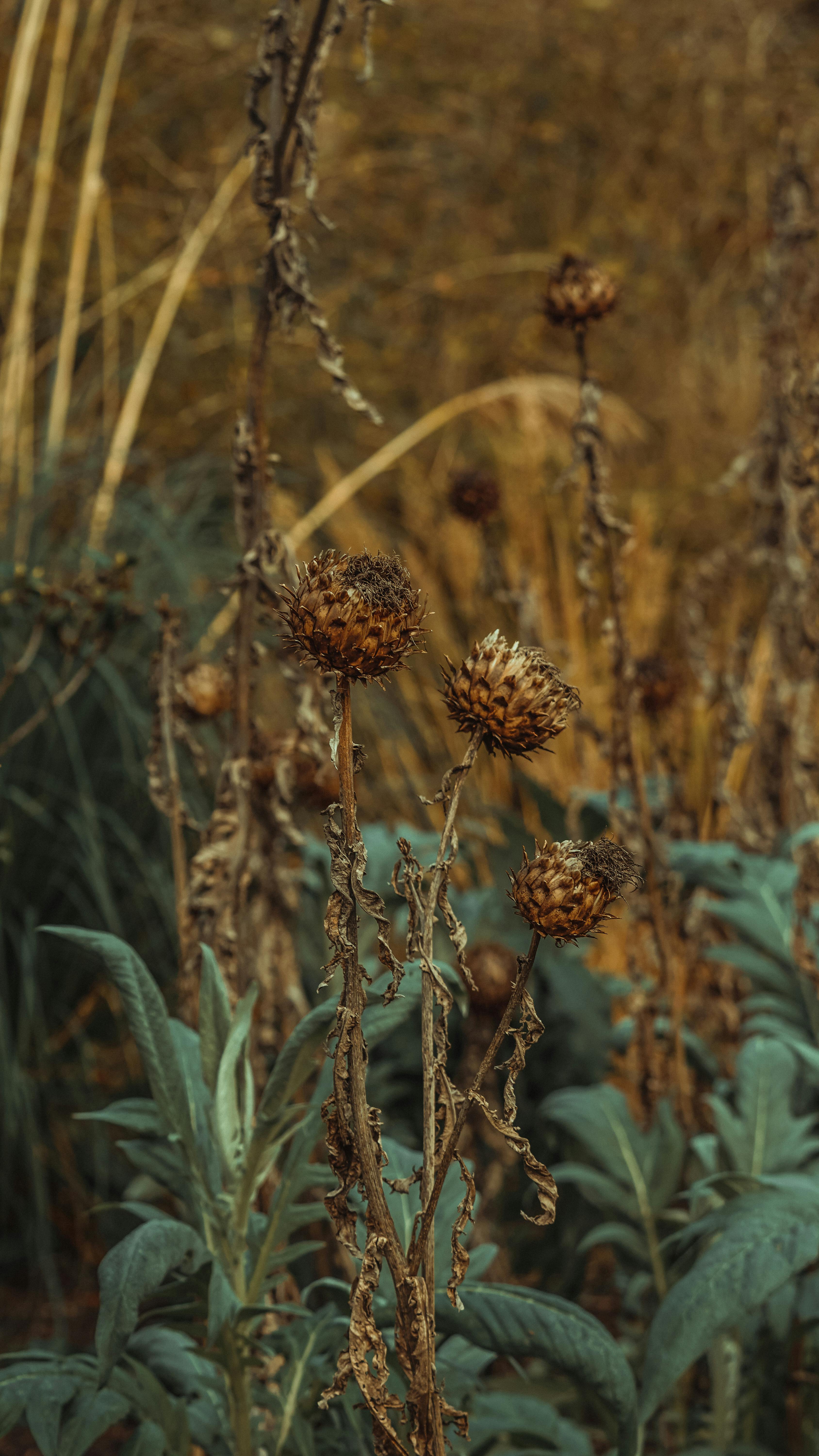 A Close-Up Shot of Dried Cardoon Flowers · Free Stock Photo