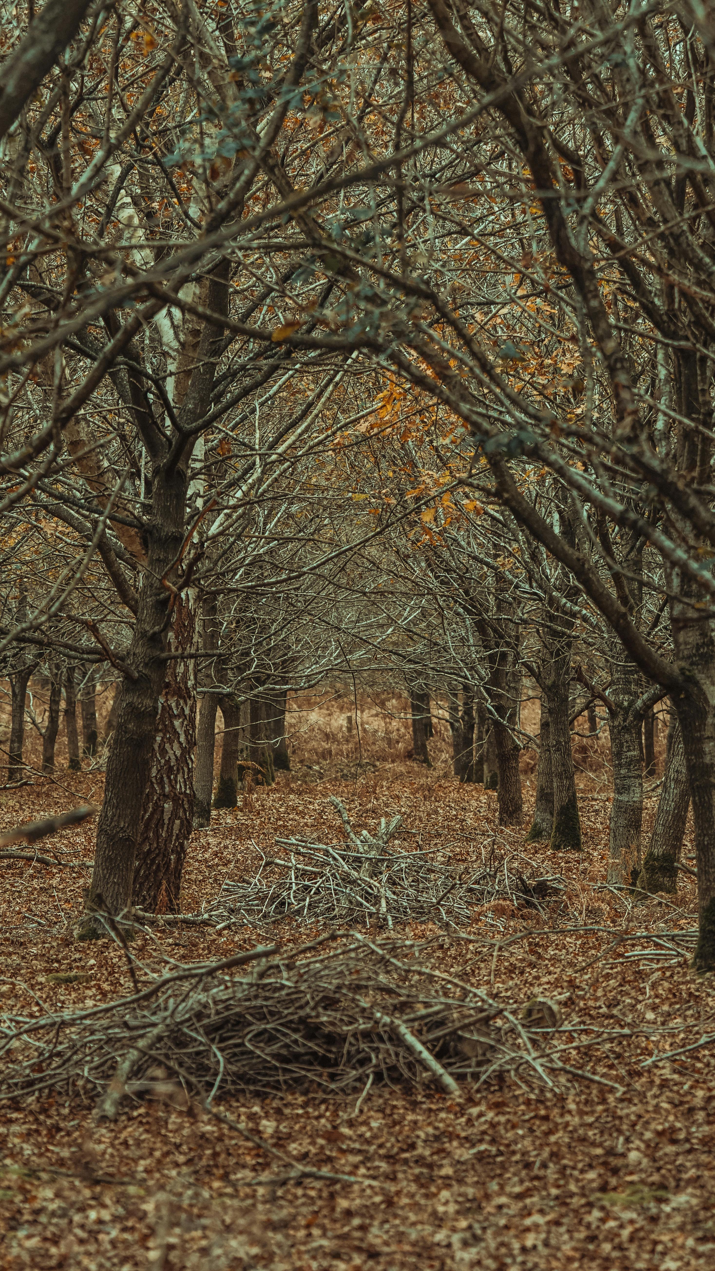 Photo of a Bare Tree · Free Stock Photo