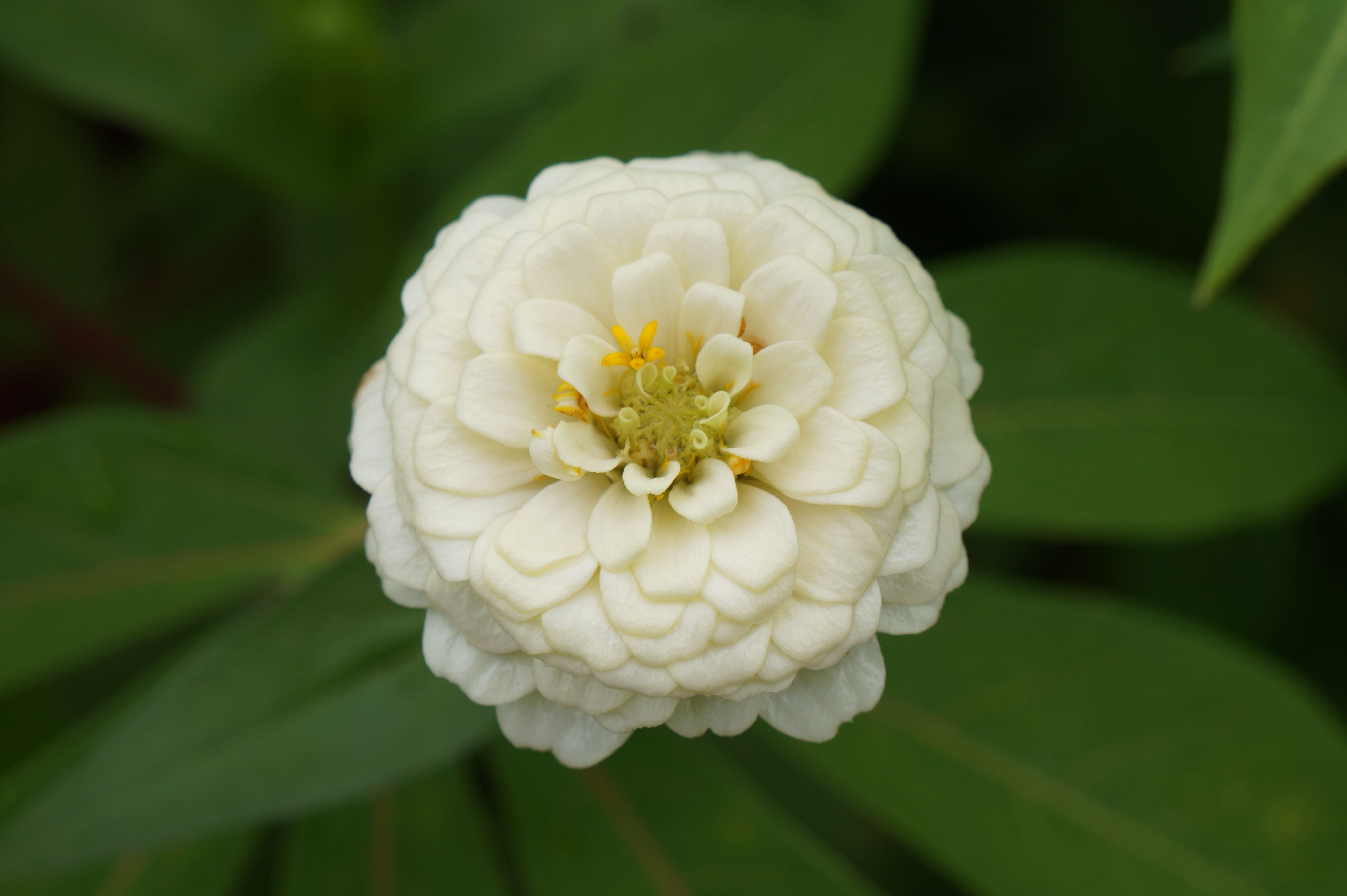 White Flower in Close Up Photography · Free Stock Photo
