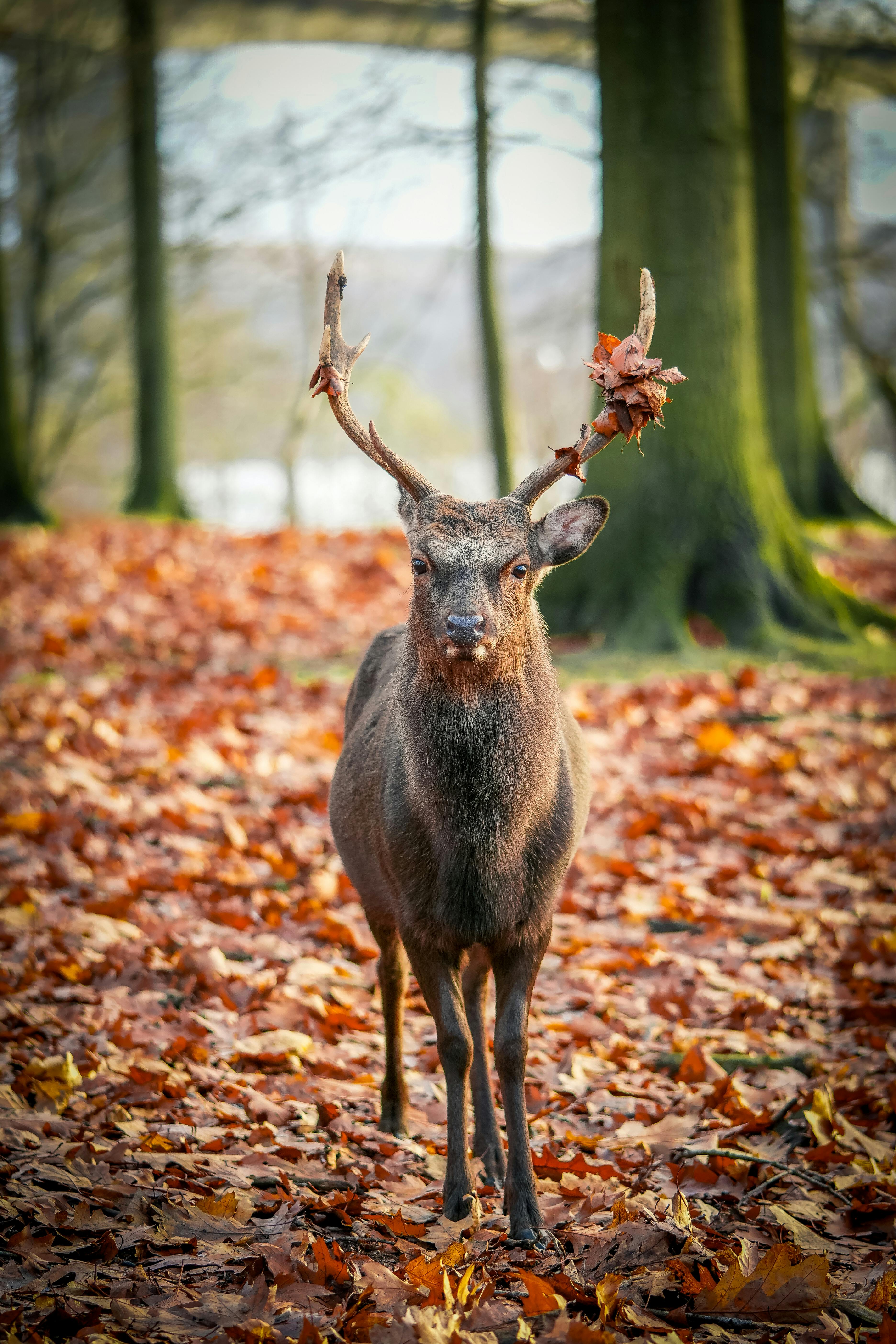 Brown Elk Standing on Grassland · Free Stock Photo