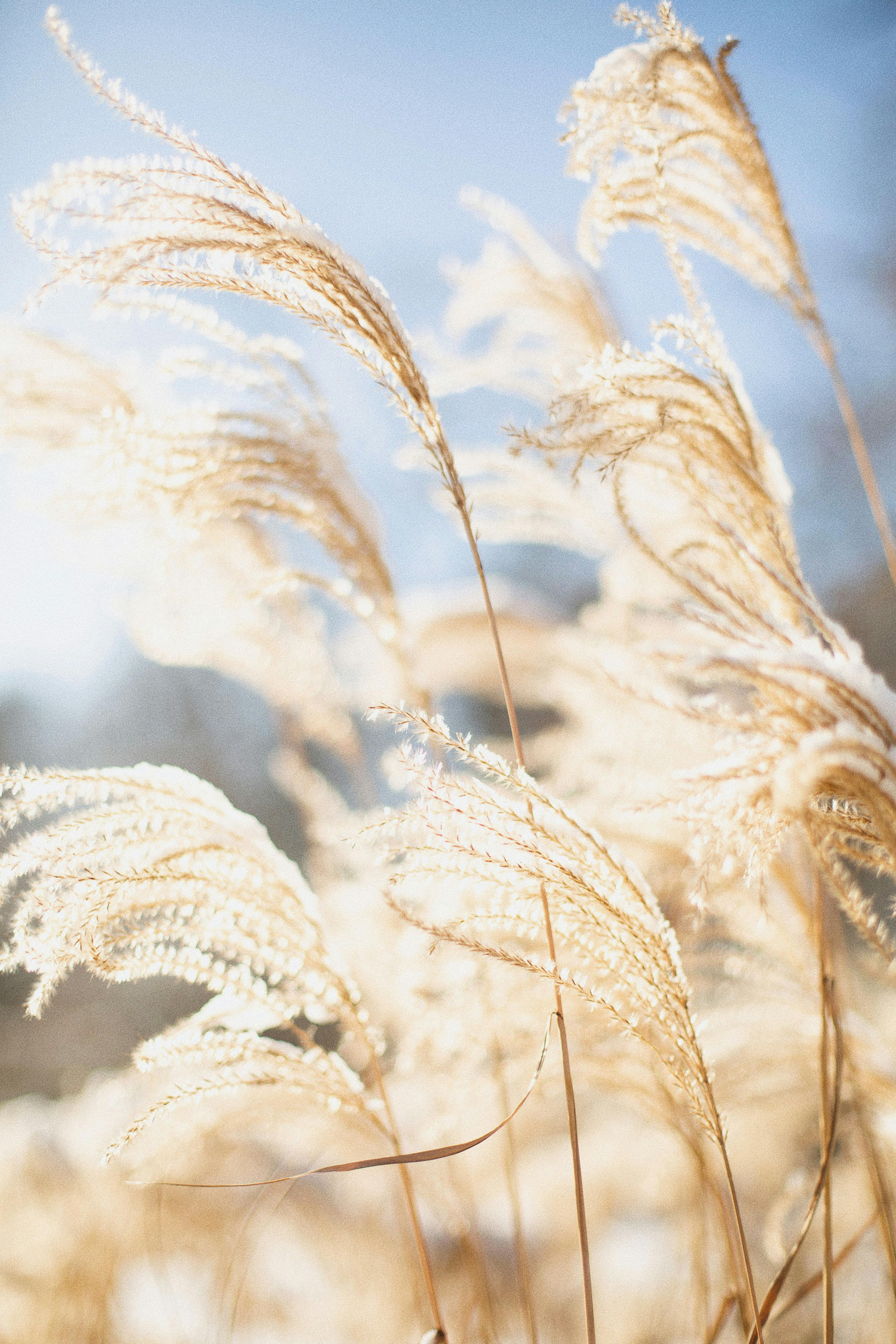 Close-Up of Dried Reeds · Free Stock Photo