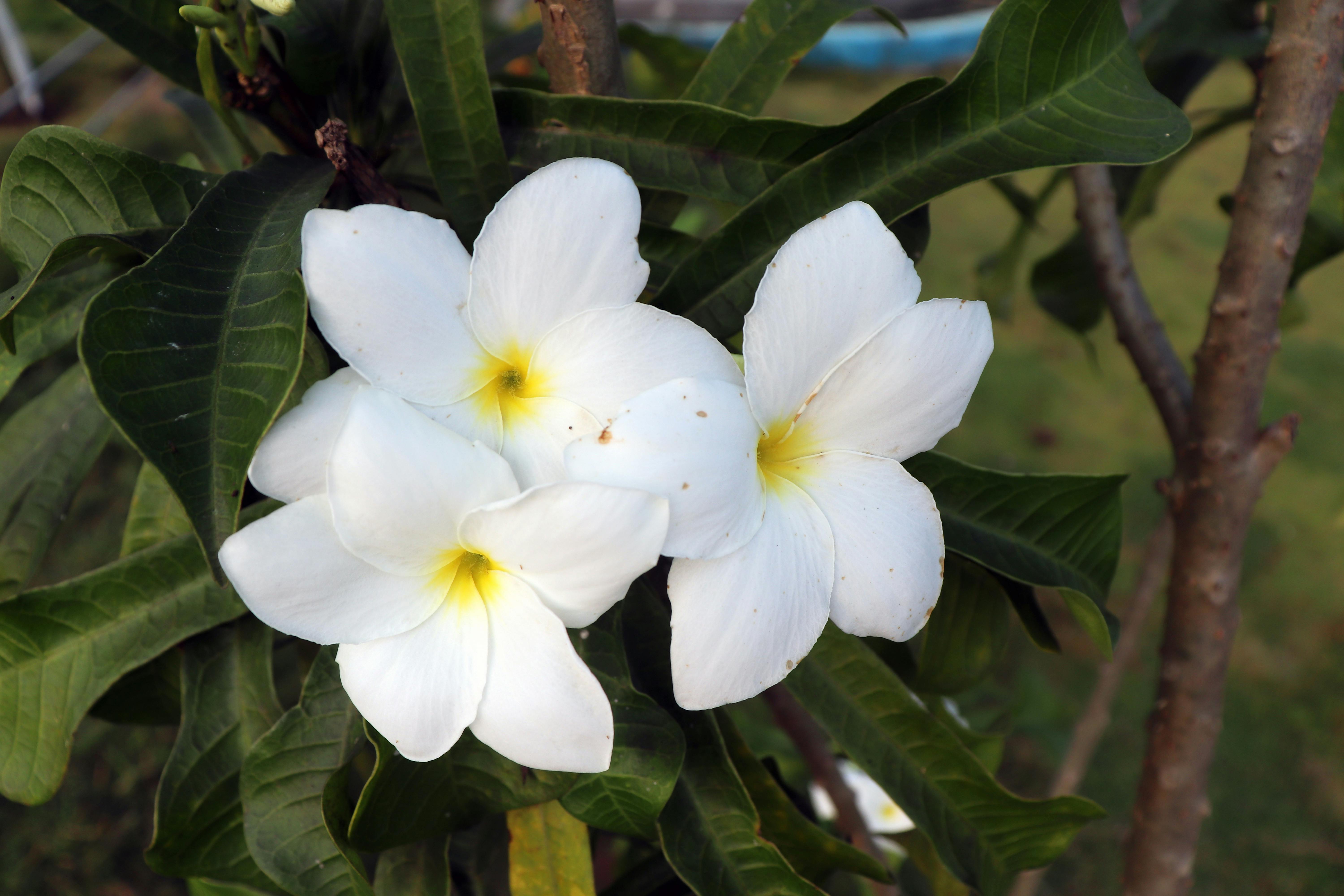 Khirod Behera - Photography