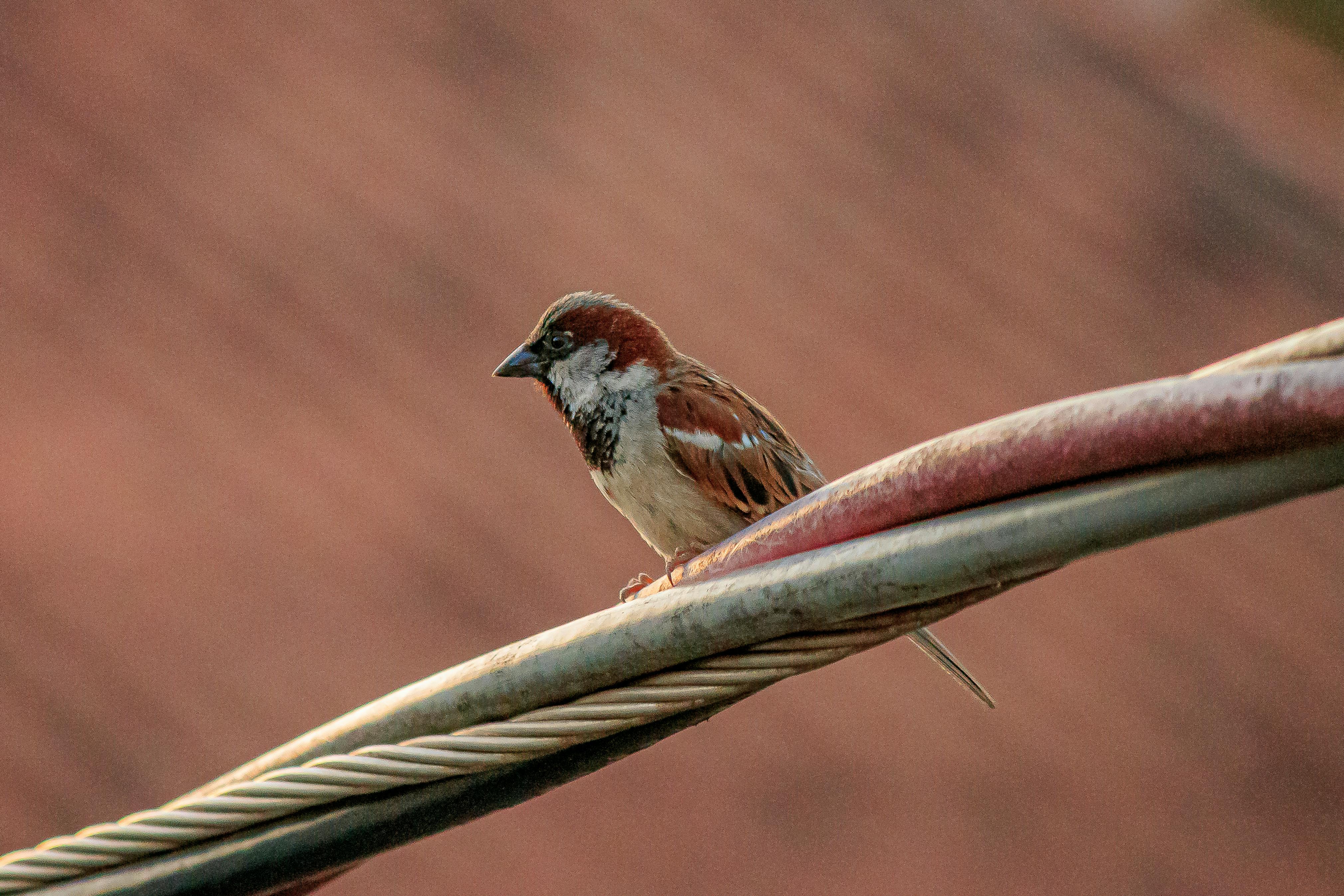 Close Up Photo of a Brown Bird · Free Stock Photo