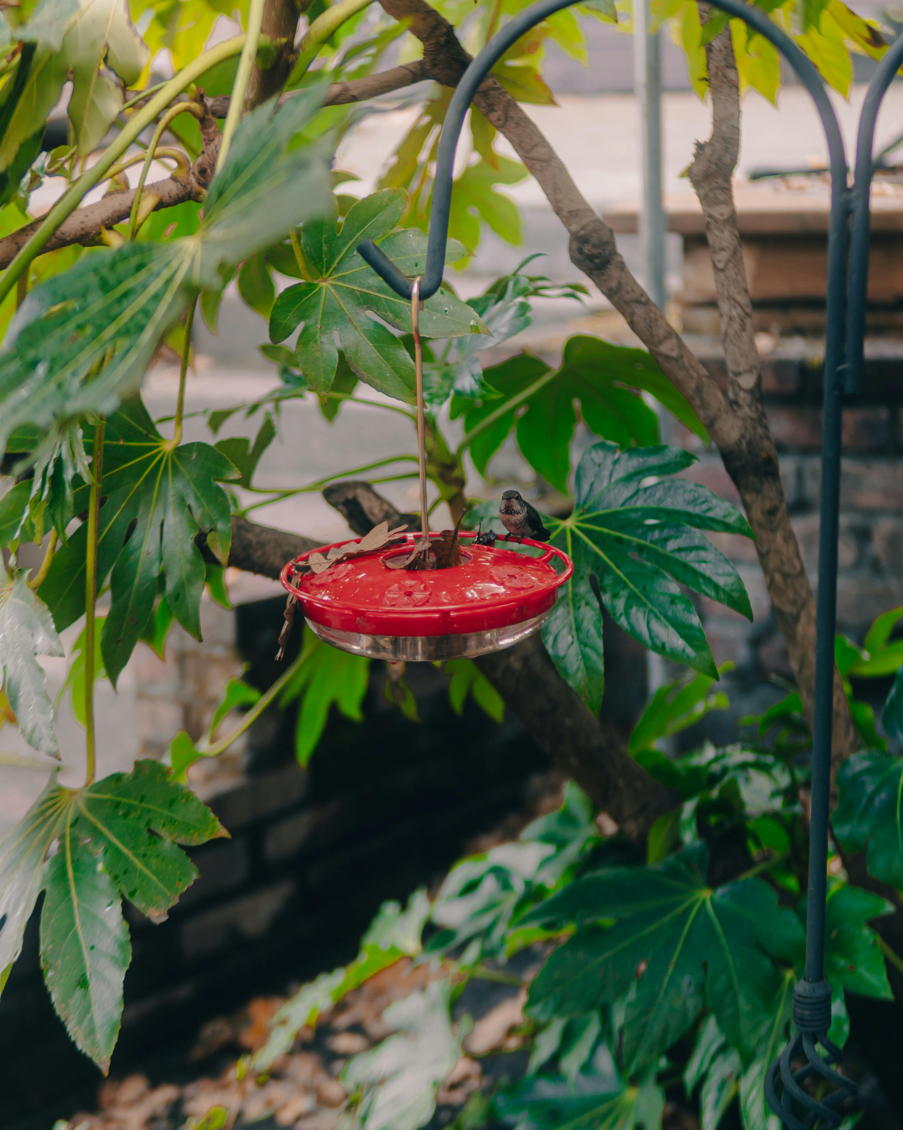 Red Bird Feeder on Tree Branch · Free Stock Photo