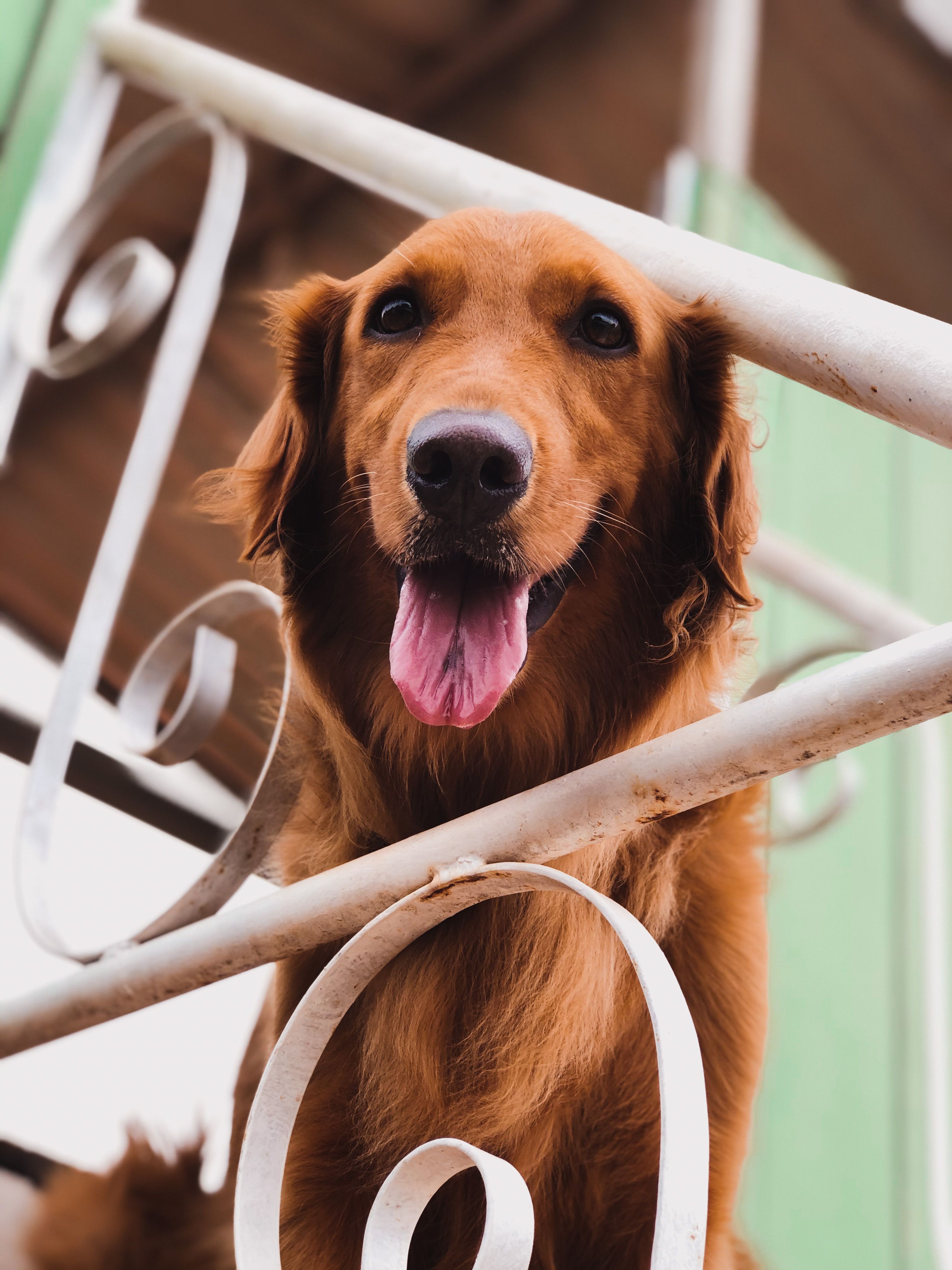 A Close-Up Shot of a Golden Retriever · Free Stock Photo