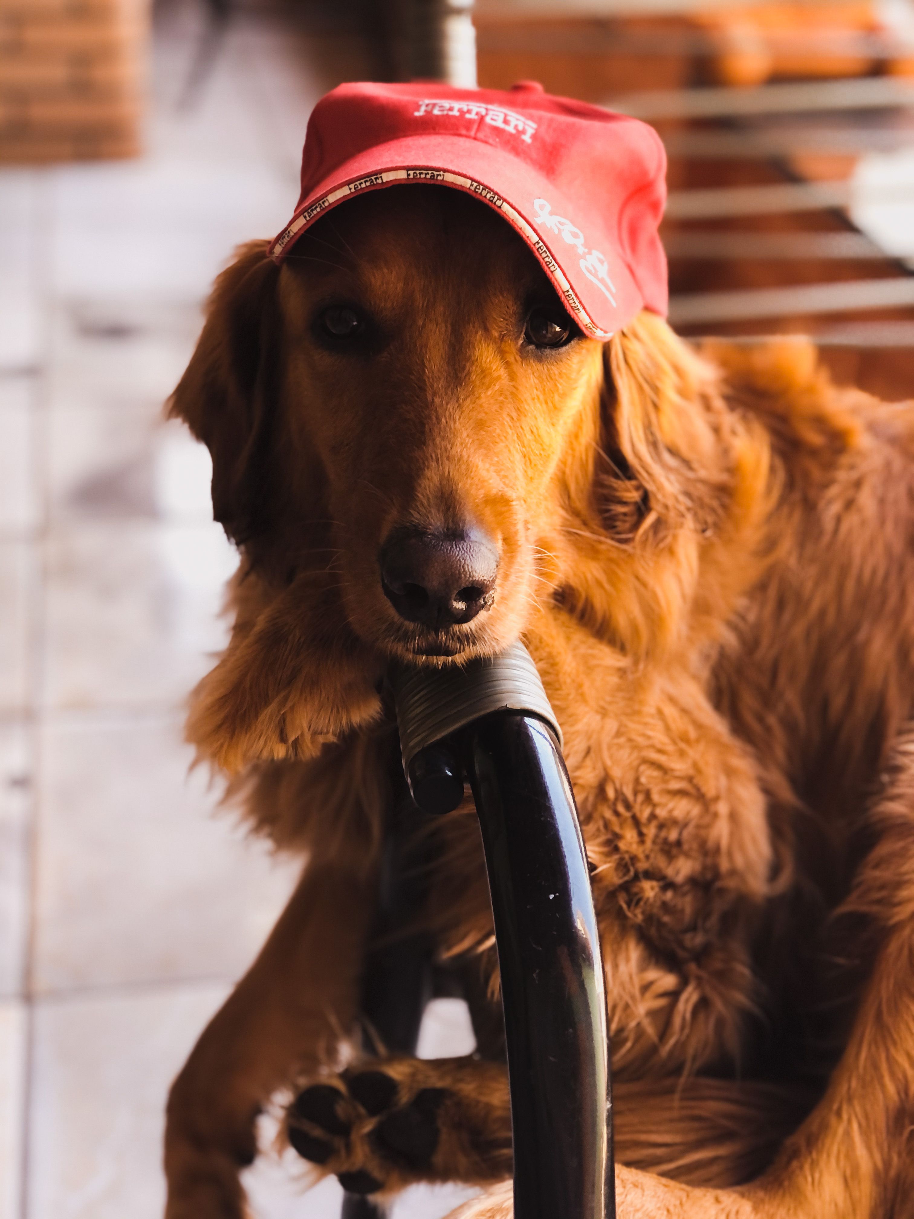 Side View of a Brown Furry Dog · Free Stock Photo