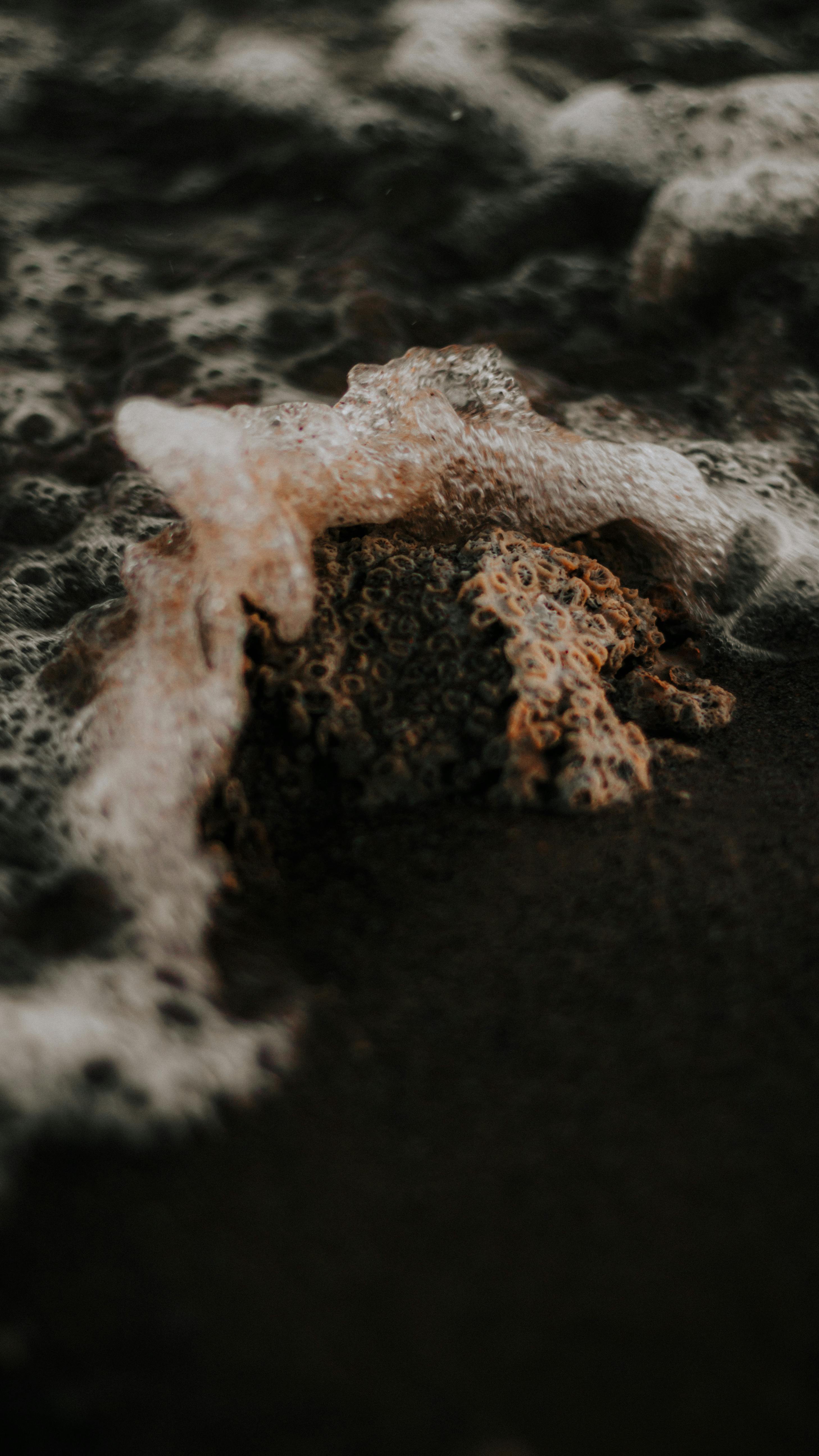 Grey Conch Shell on Shore · Free Stock Photo