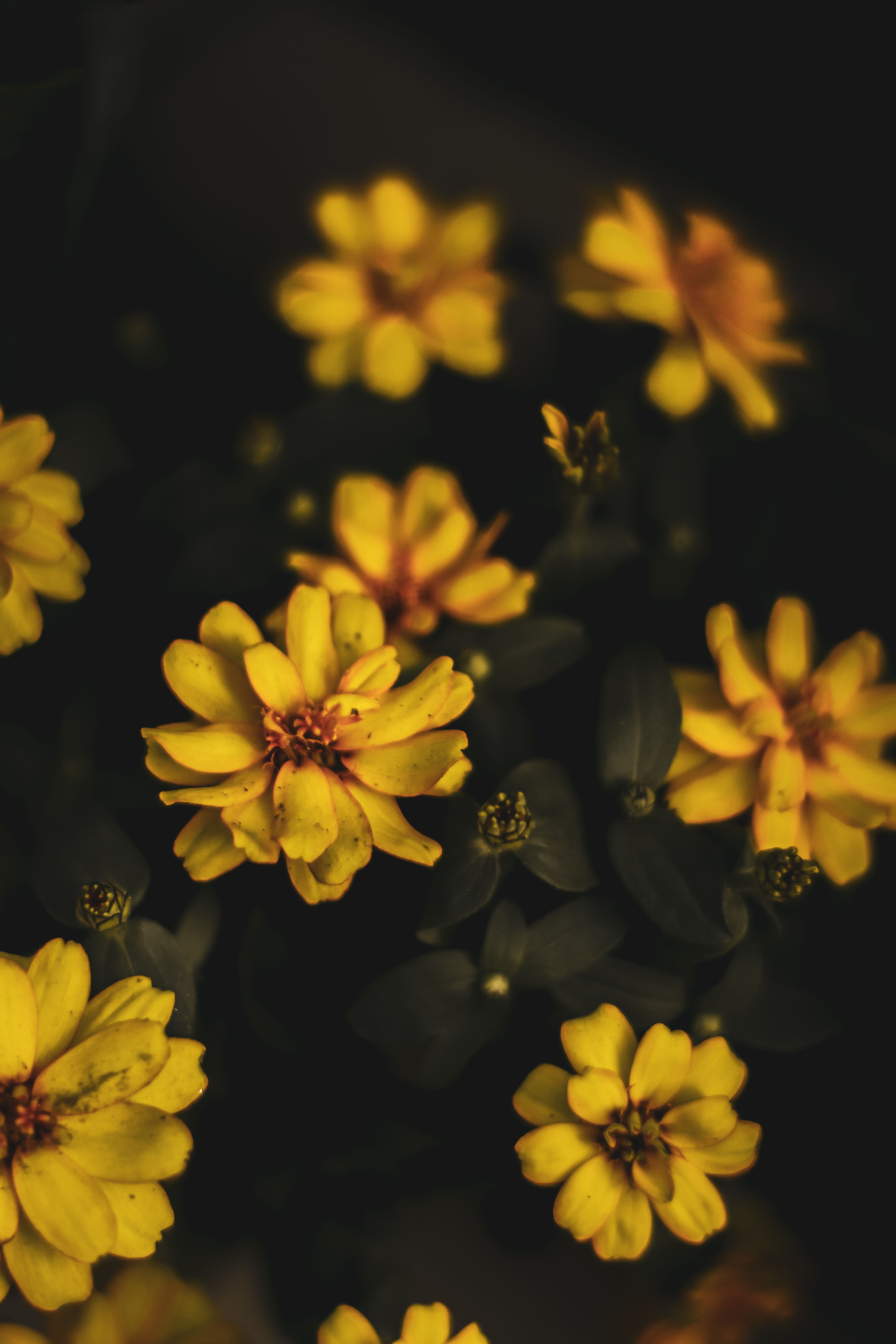 Yellow Flowers in Close Up Shot · Free Stock Photo