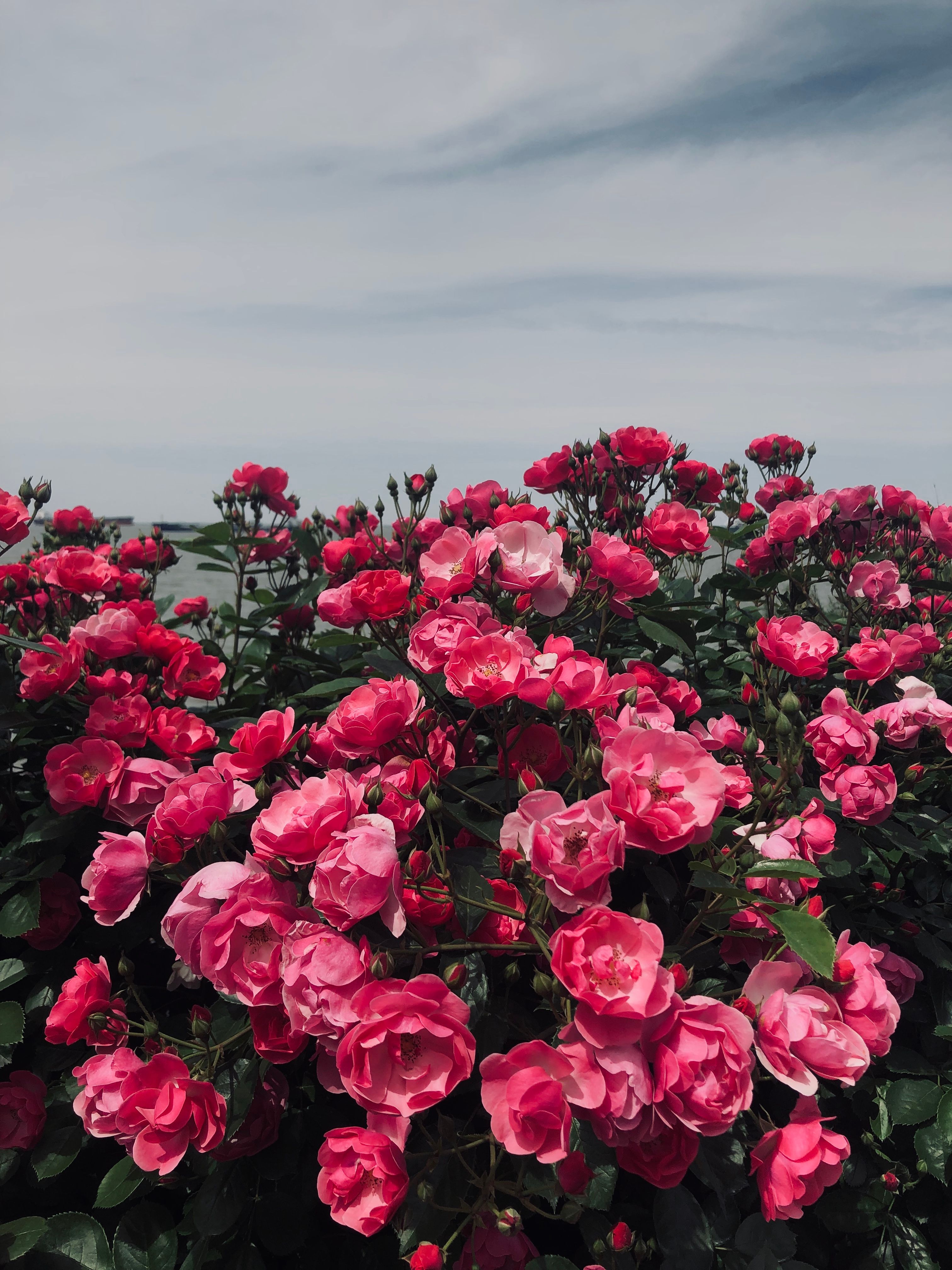 Plants with Red Flowers · Free Stock Photo