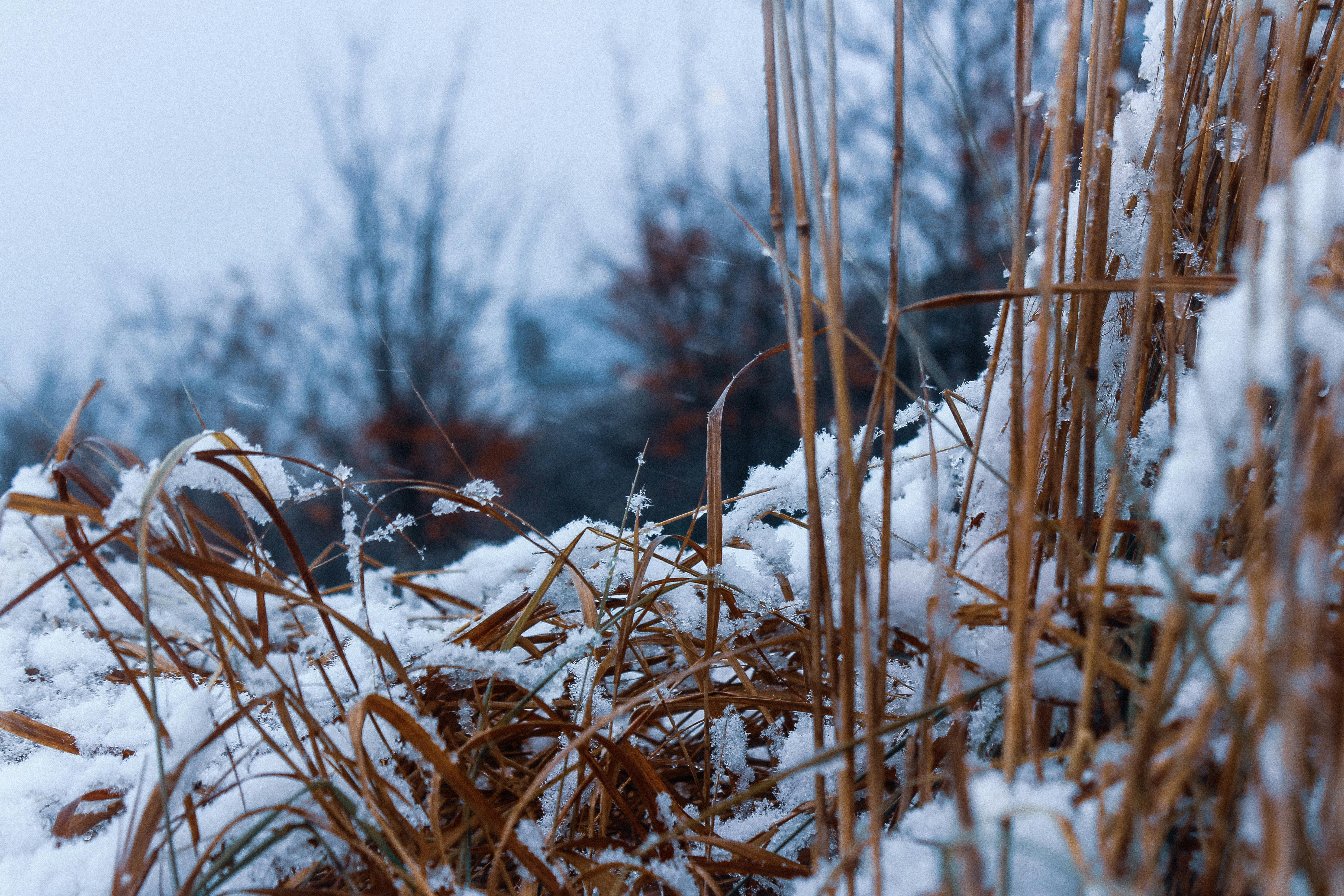 Close-Up Photography of Dry Grass Covered with Snow · Free Stock Photo